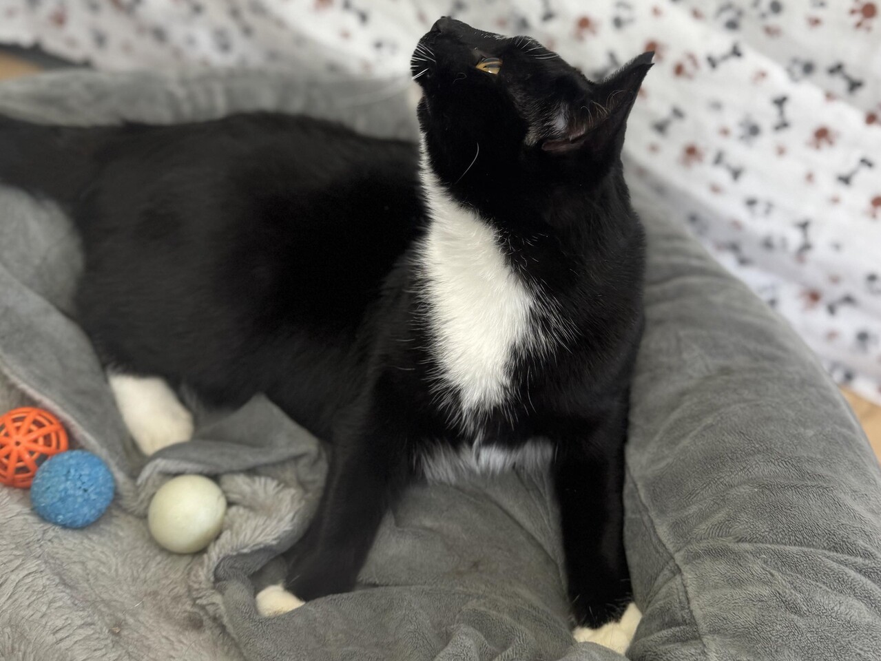 Antares, cat adopted from Forget Me Not Animal Shelter of Ferry County