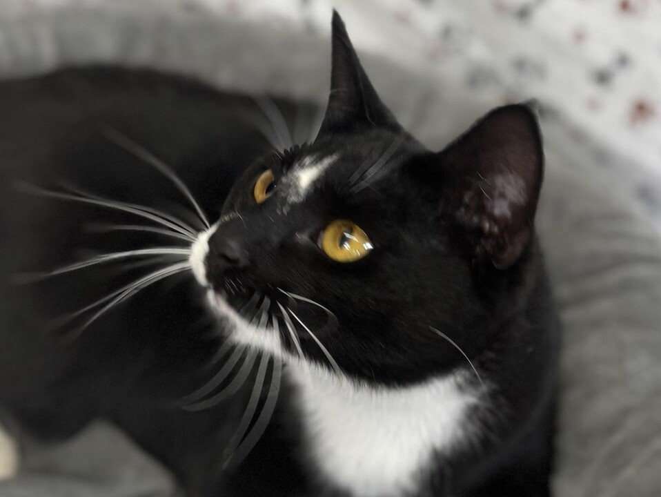 Antares, cat for adoption at Forget Me Not Animal Shelter of Ferry County