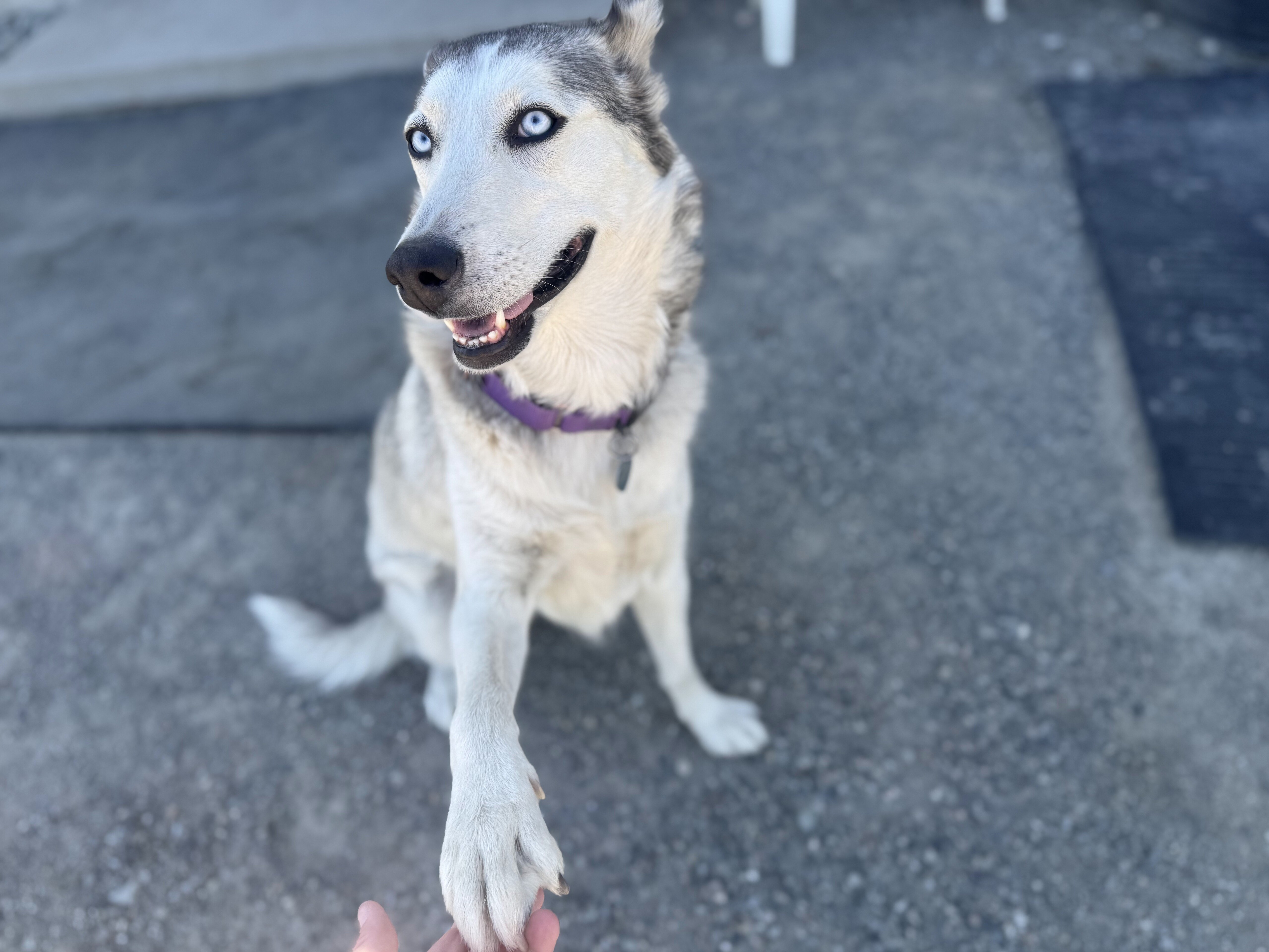 Lexington, dog for adoption at Forget Me Not Animal Shelter of Ferry County