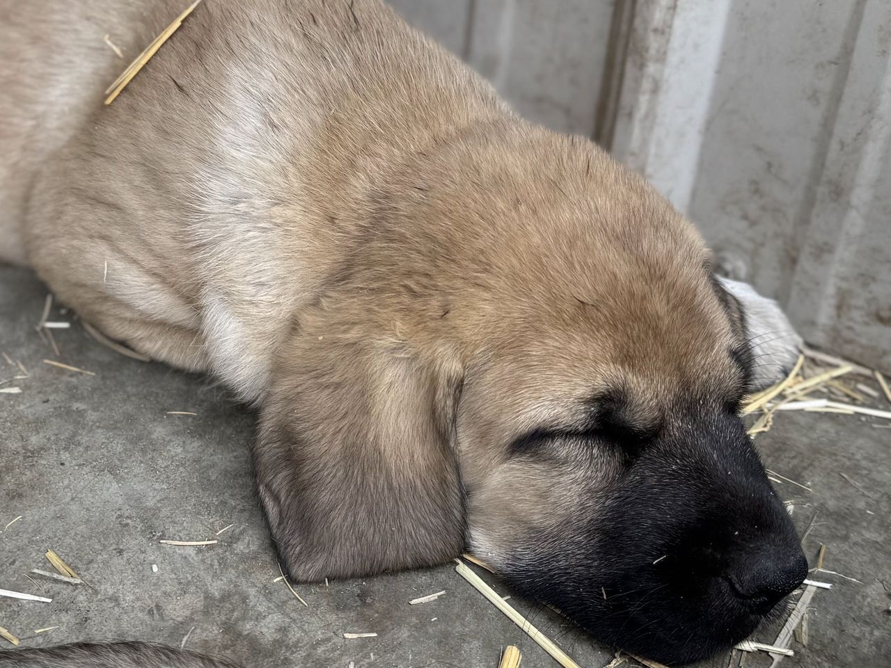 Athlone, puppy adopted from Forget Me Not Animal Shelter of Ferry County