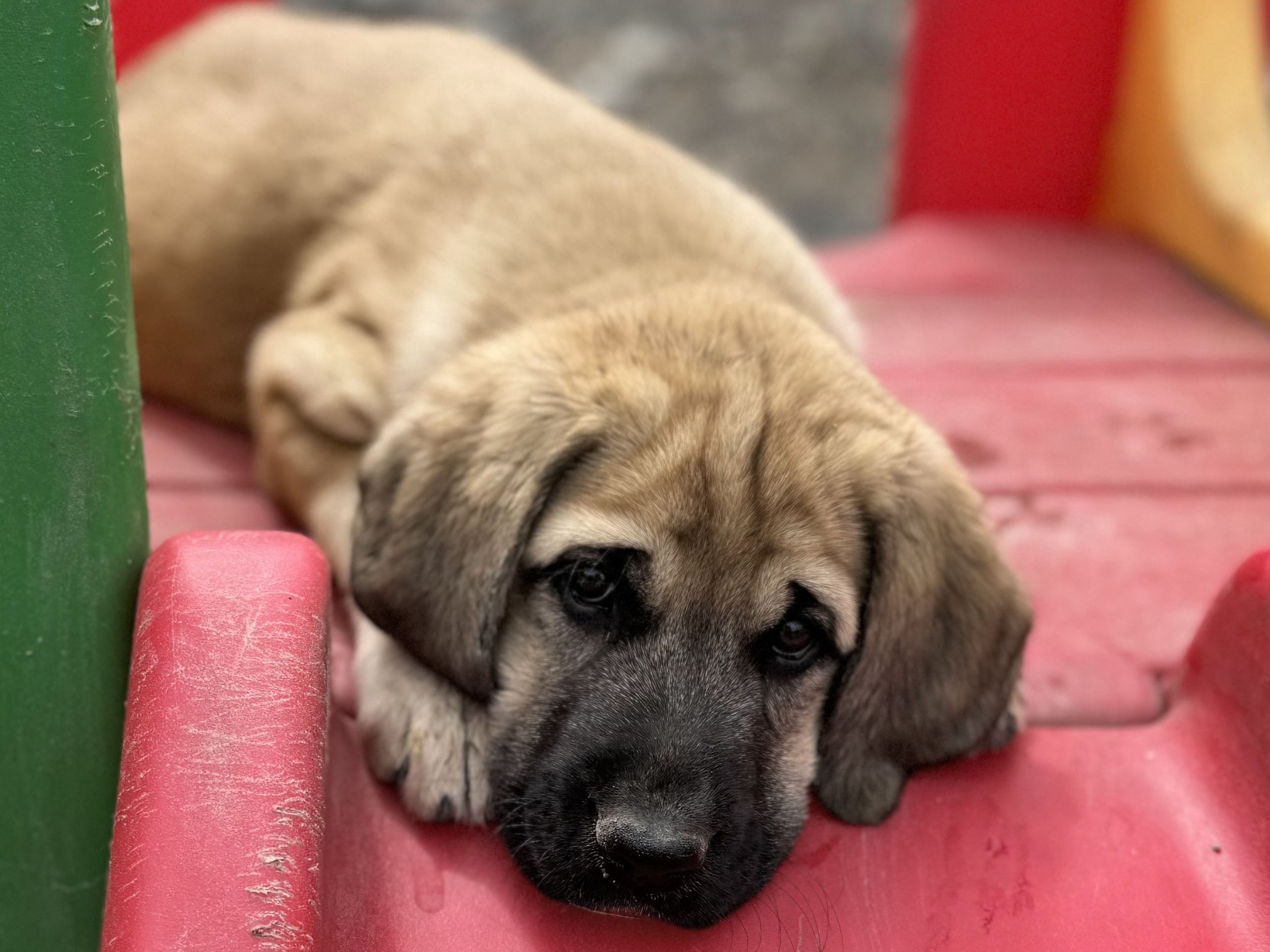 Athlone, puppy adopted from Forget Me Not Animal Shelter of Ferry County