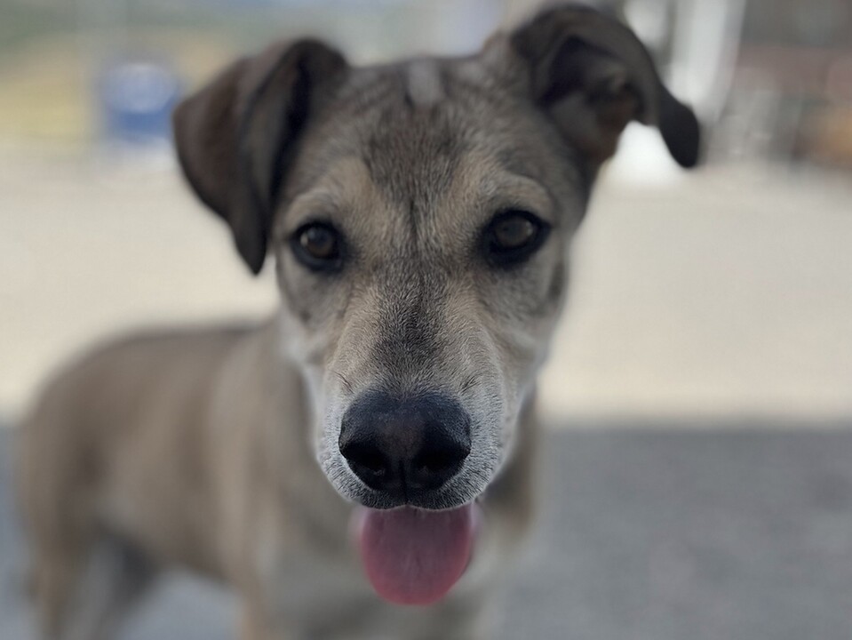 Bennie, dog for adoption at Forget Me Not Animal Shelter of Ferry County