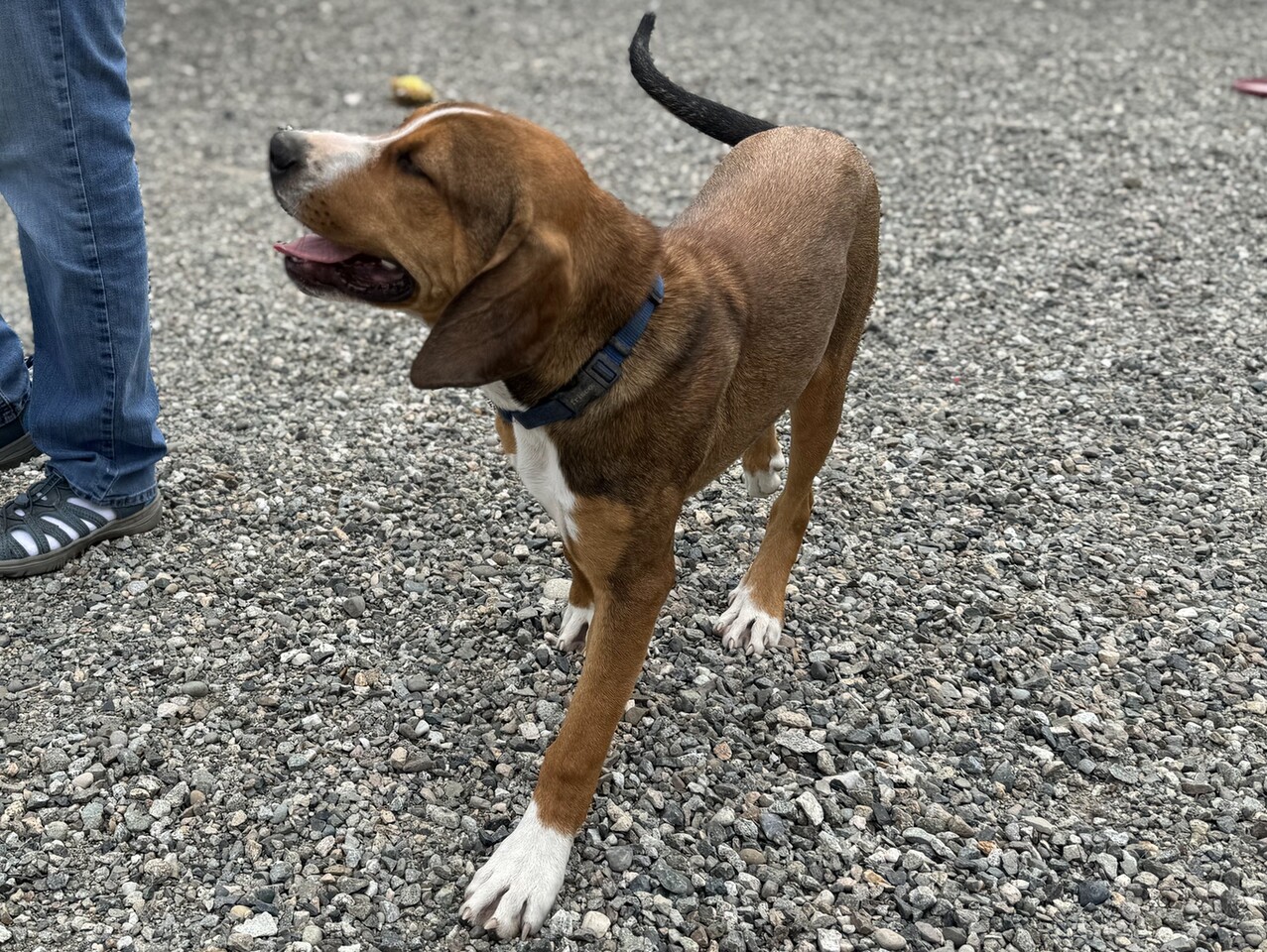Francesca, dog adopted from Forget Me Not Animal Shelter of Ferry County