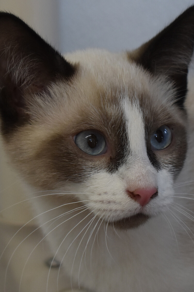 Cats for adoption at Forget Me Not Animal Shelter of Ferry County