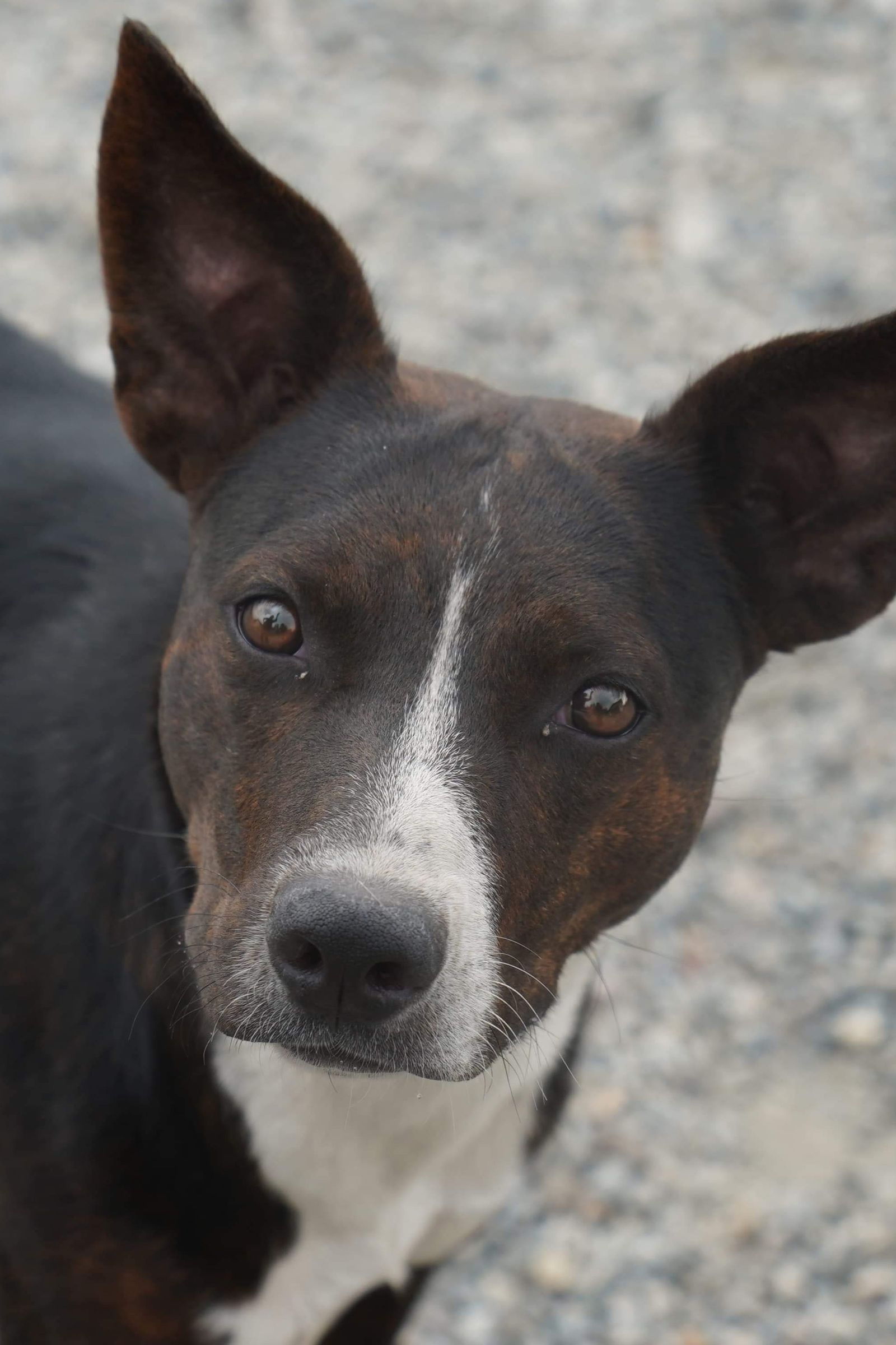 Dogs for adoption at Forget Me Not Animal Shelter of Ferry County