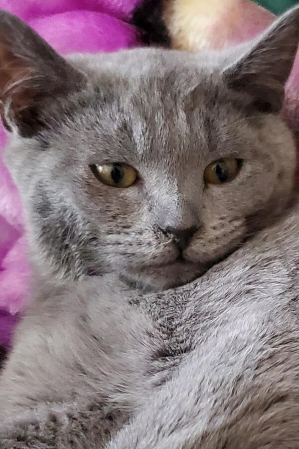 Cats for adoption at Forget Me Not Animal Shelter of Ferry County