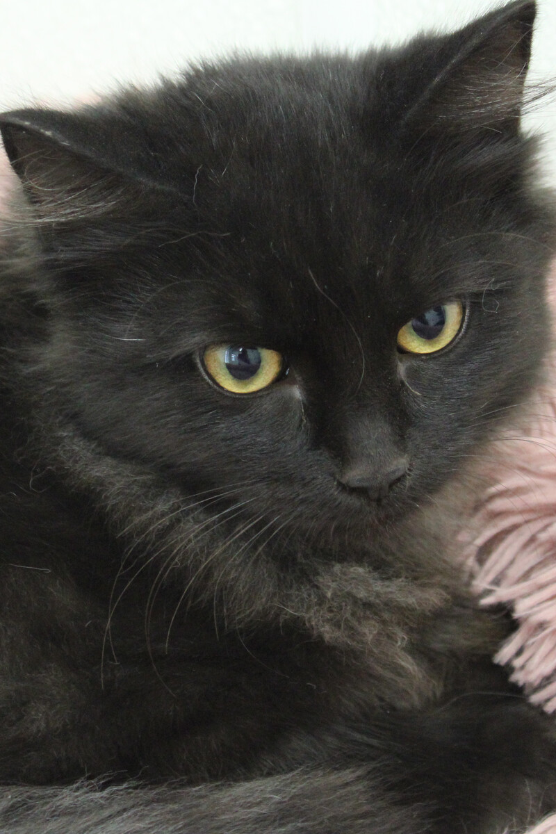 Cats for adoption at Forget Me Not Animal Shelter of Ferry County