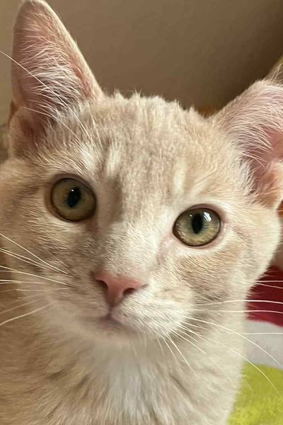 Cats for adoption at Forget Me Not Animal Shelter of Ferry County