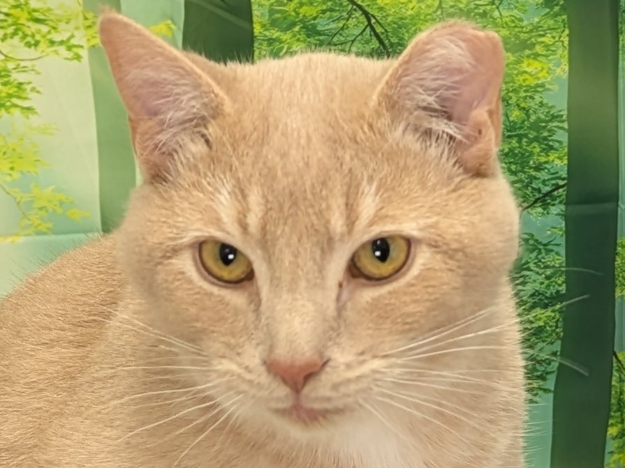 Colby, cat adopted from Forget Me Not Animal Shelter of Ferry County