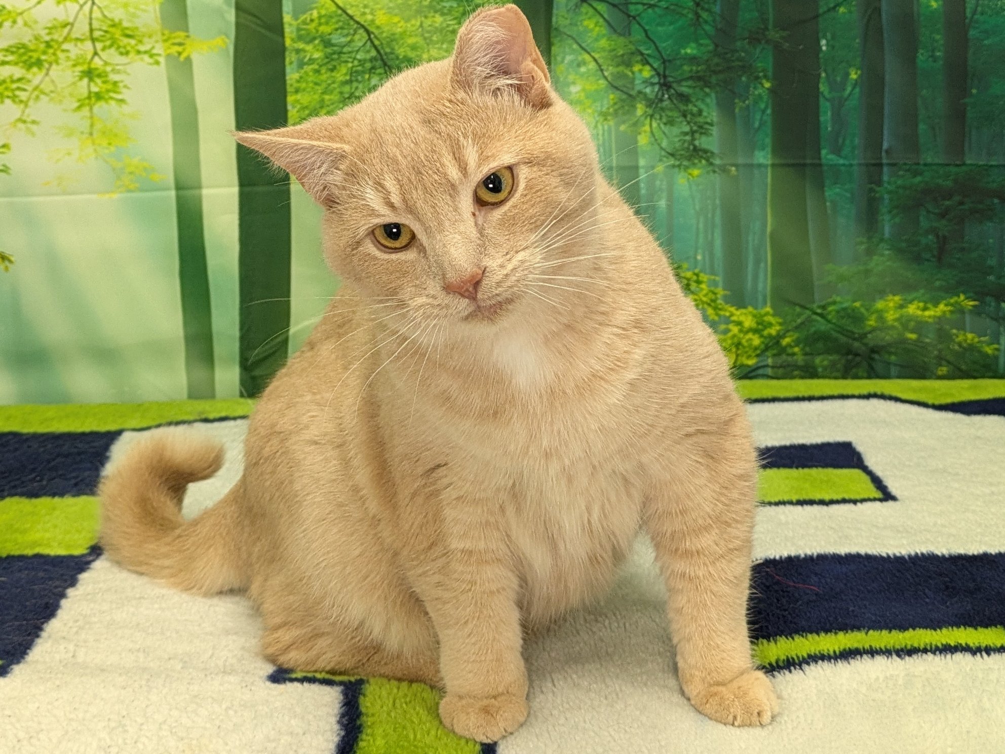 Colby, cat adopted from Forget Me Not Animal Shelter of Ferry County