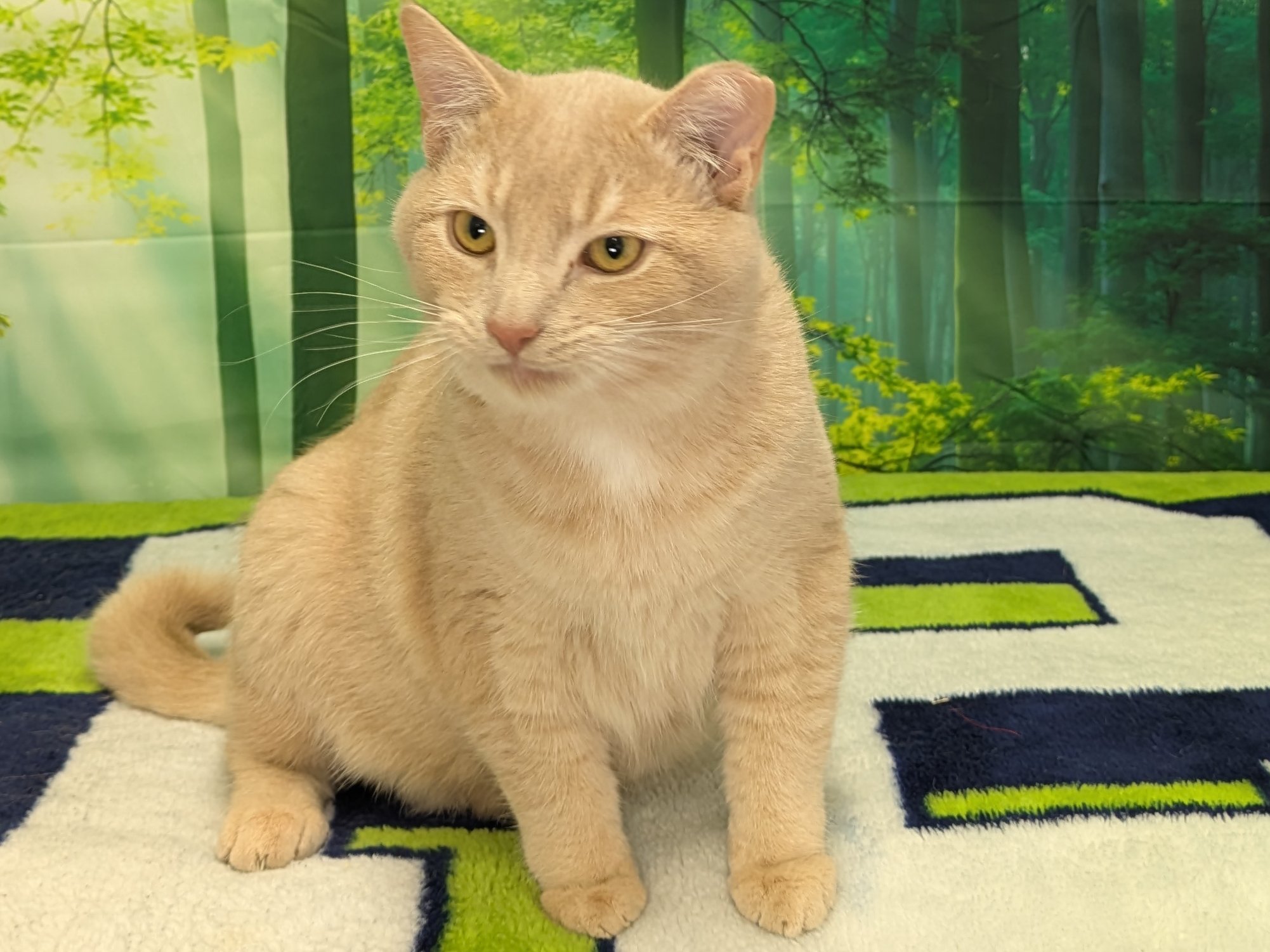Colby SHY CAT SPECIAL, kitten for adoption at Forget Me Not Animal ...