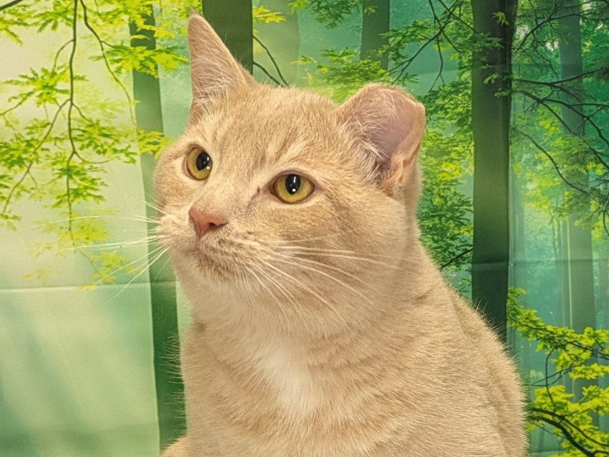 Colby, cat adopted from Forget Me Not Animal Shelter of Ferry County