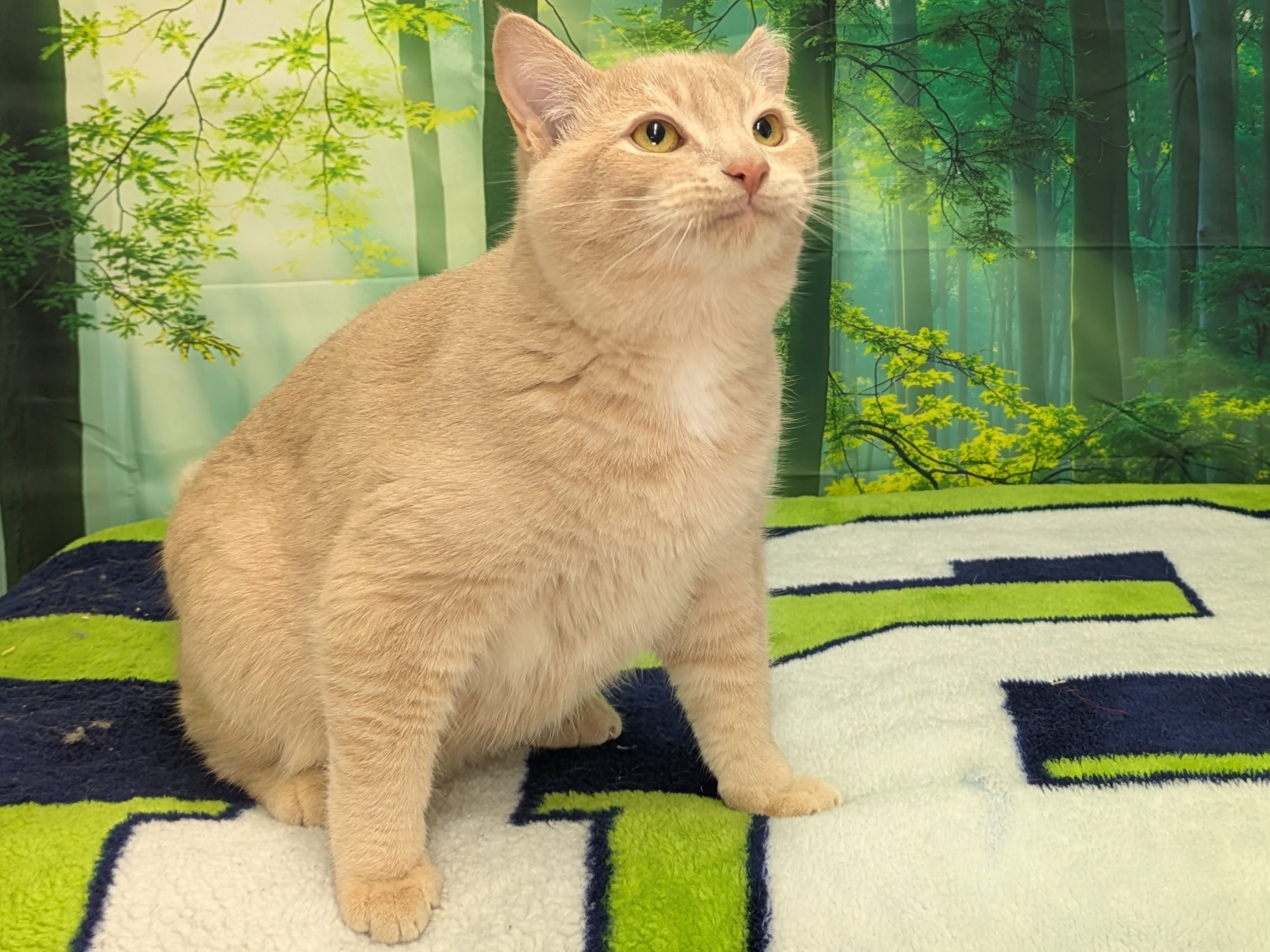 Colby, cat adopted from Forget Me Not Animal Shelter of Ferry County