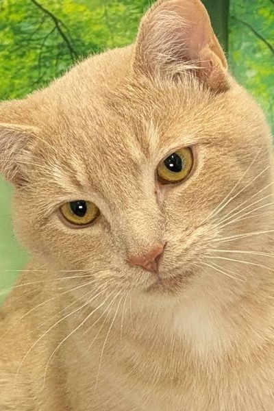 Cats for adoption at Forget Me Not Animal Shelter of Ferry County