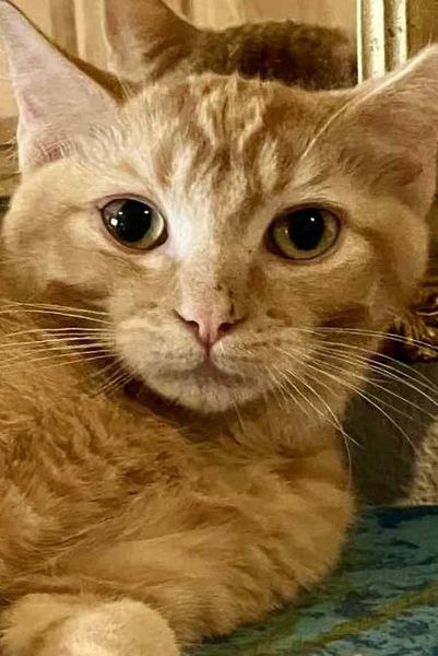 Cats for adoption at Forget Me Not Animal Shelter of Ferry County