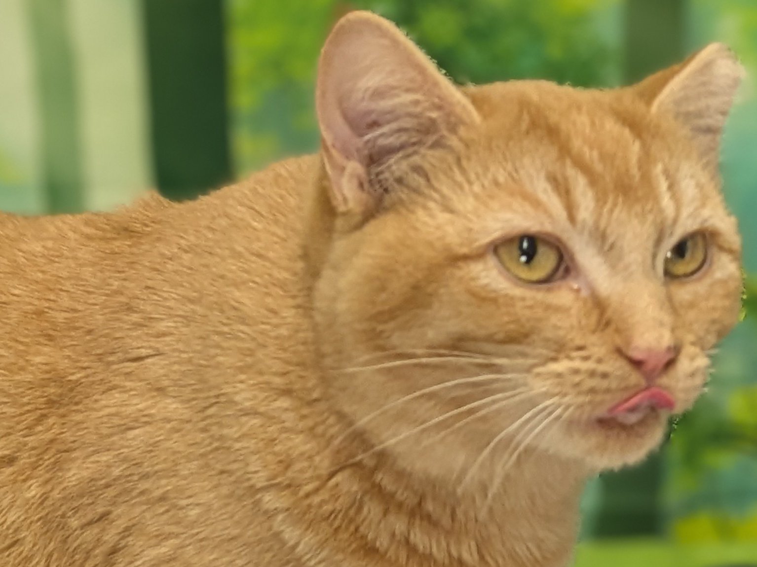 Brie SHY CAT SPECIAL, cat adopted from Forget Me Not Animal Shelter of ...