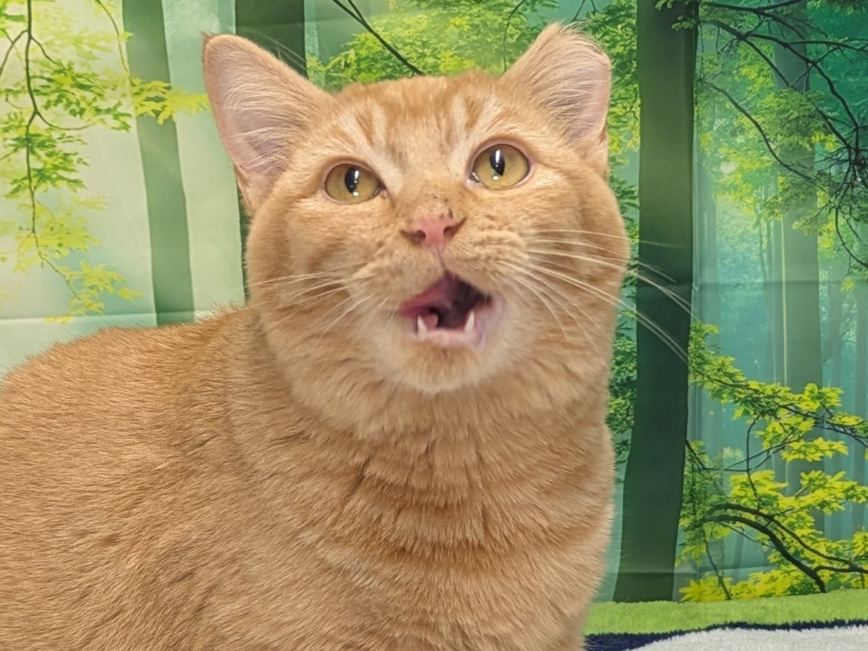 Brie SHY CAT SPECIAL, cat adopted from Forget Me Not Animal Shelter of ...