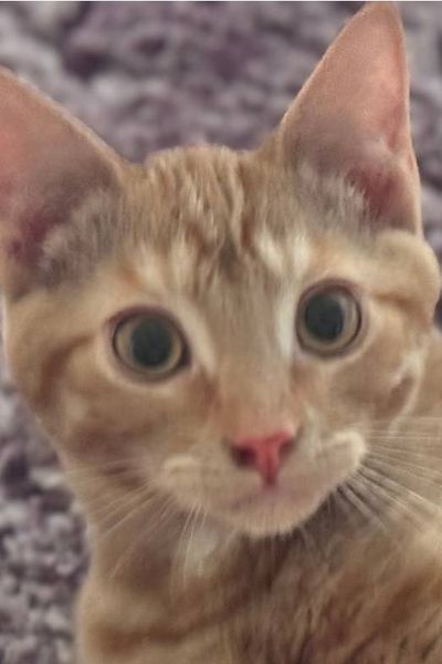 Cats for adoption at Forget Me Not Animal Shelter of Ferry County