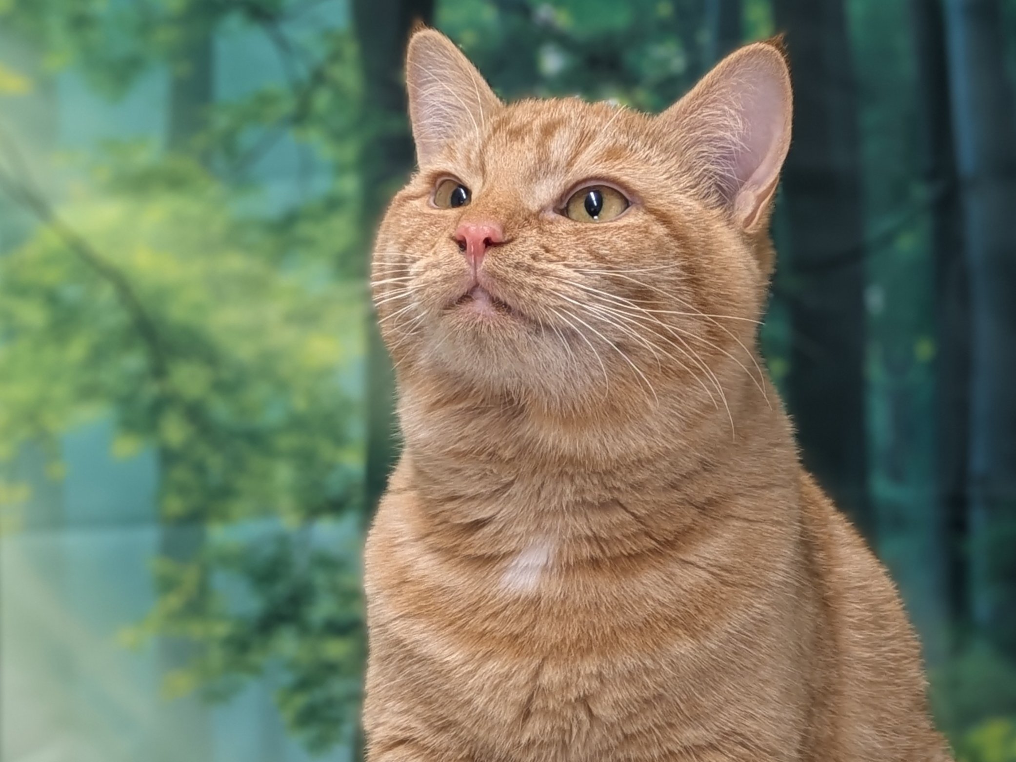 Camembert SHY CAT SPECIAL, cat adopted from Forget Me Not Animal ...
