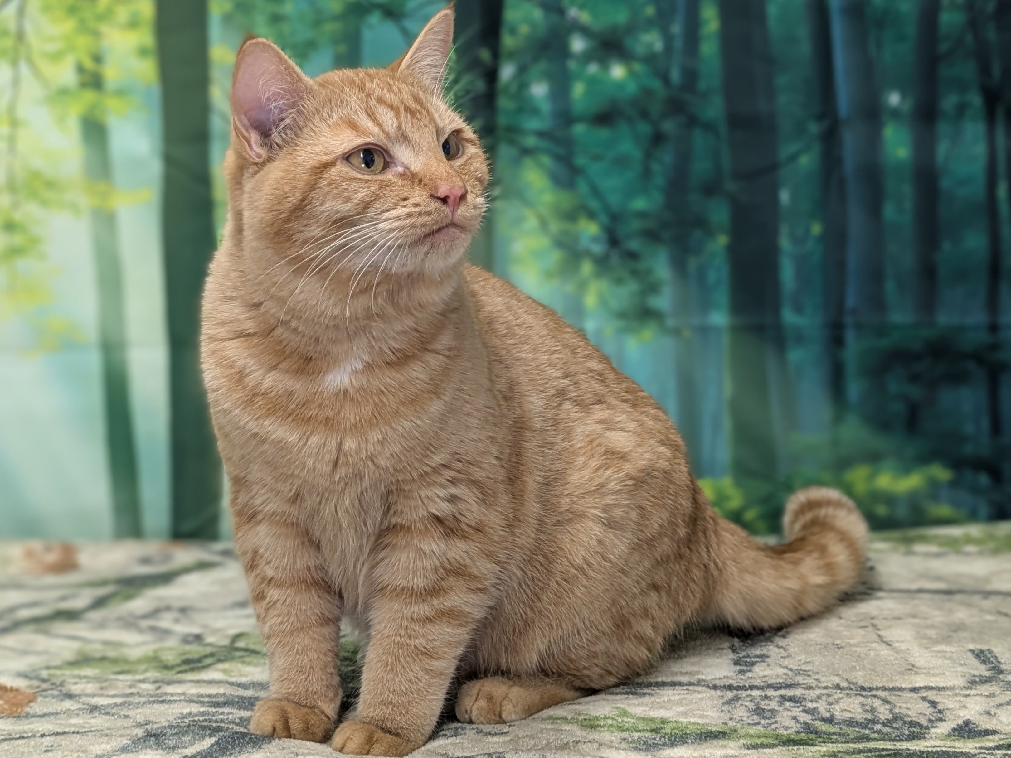 Camembert SHY CAT SPECIAL, cat adopted from Forget Me Not Animal ...