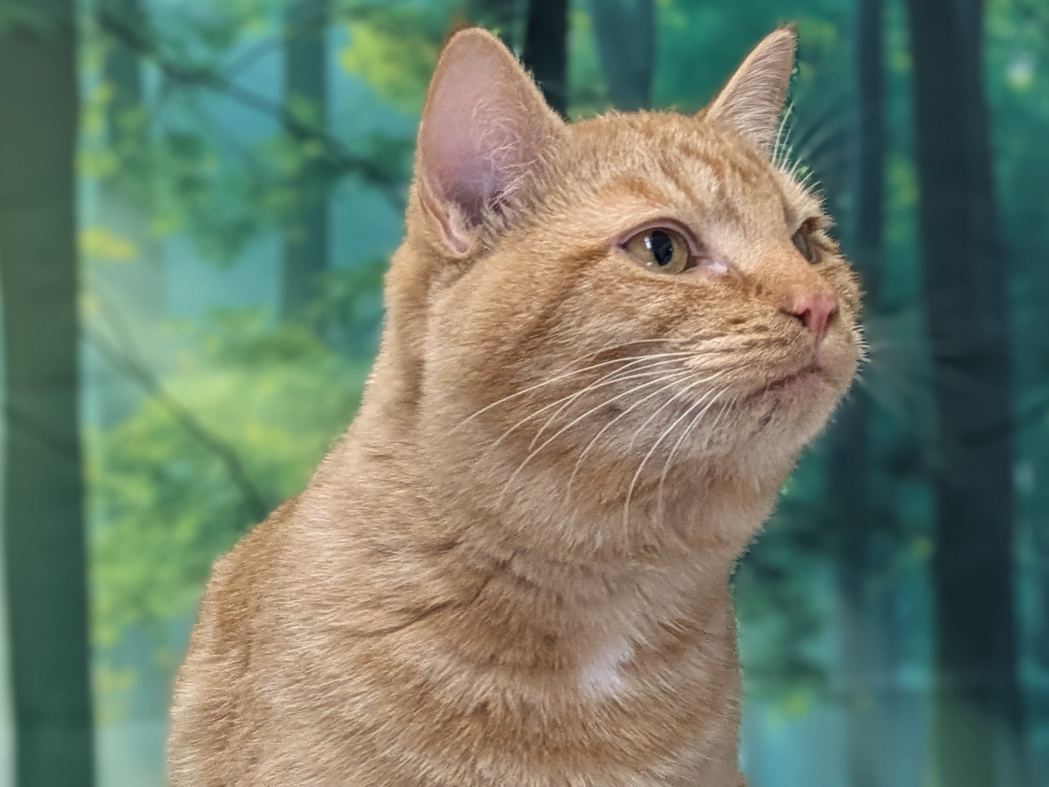 Camembert SHY CAT SPECIAL, cat adopted from Forget Me Not Animal ...