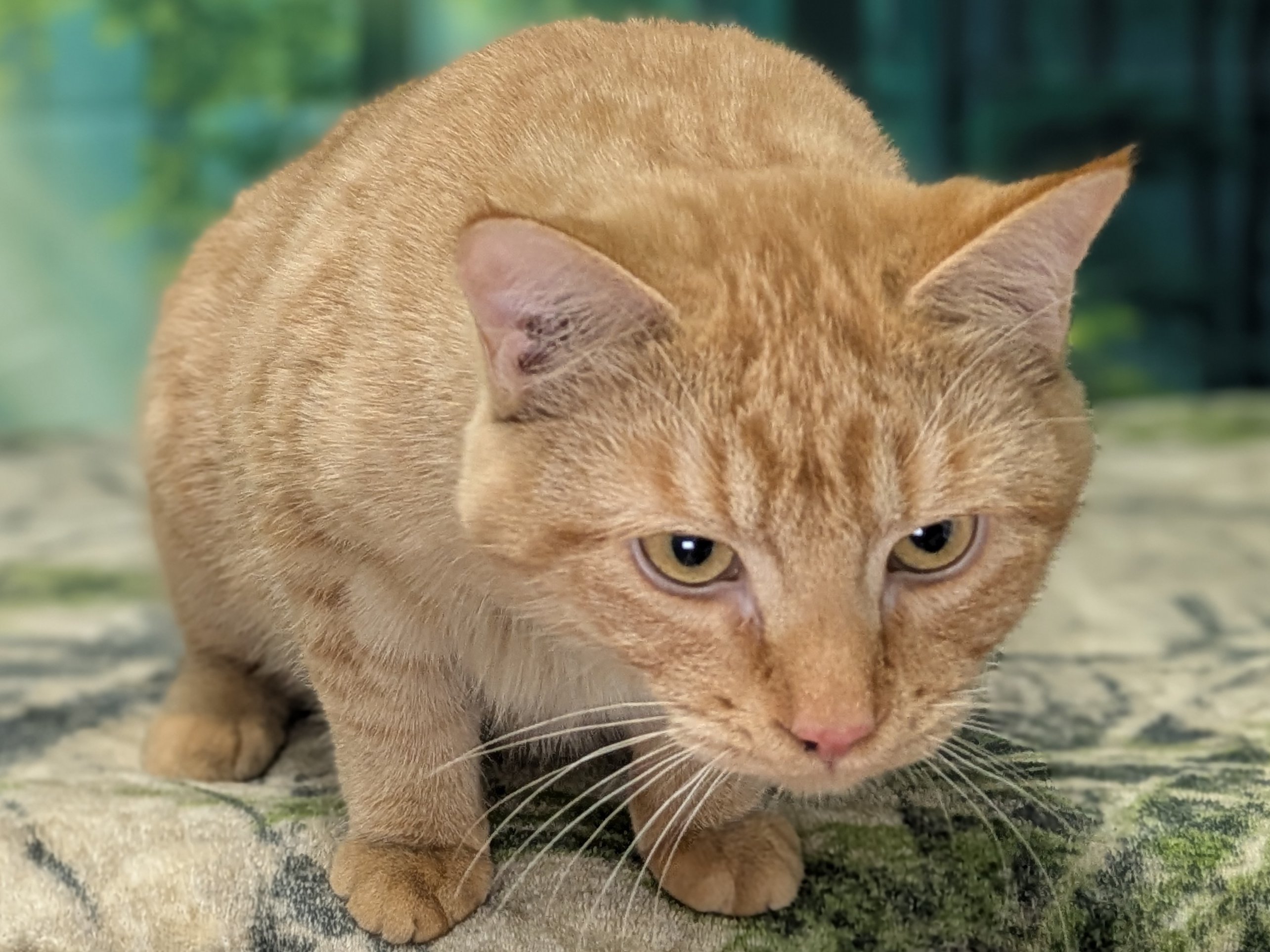 Camembert SHY CAT SPECIAL, cat adopted from Forget Me Not Animal ...