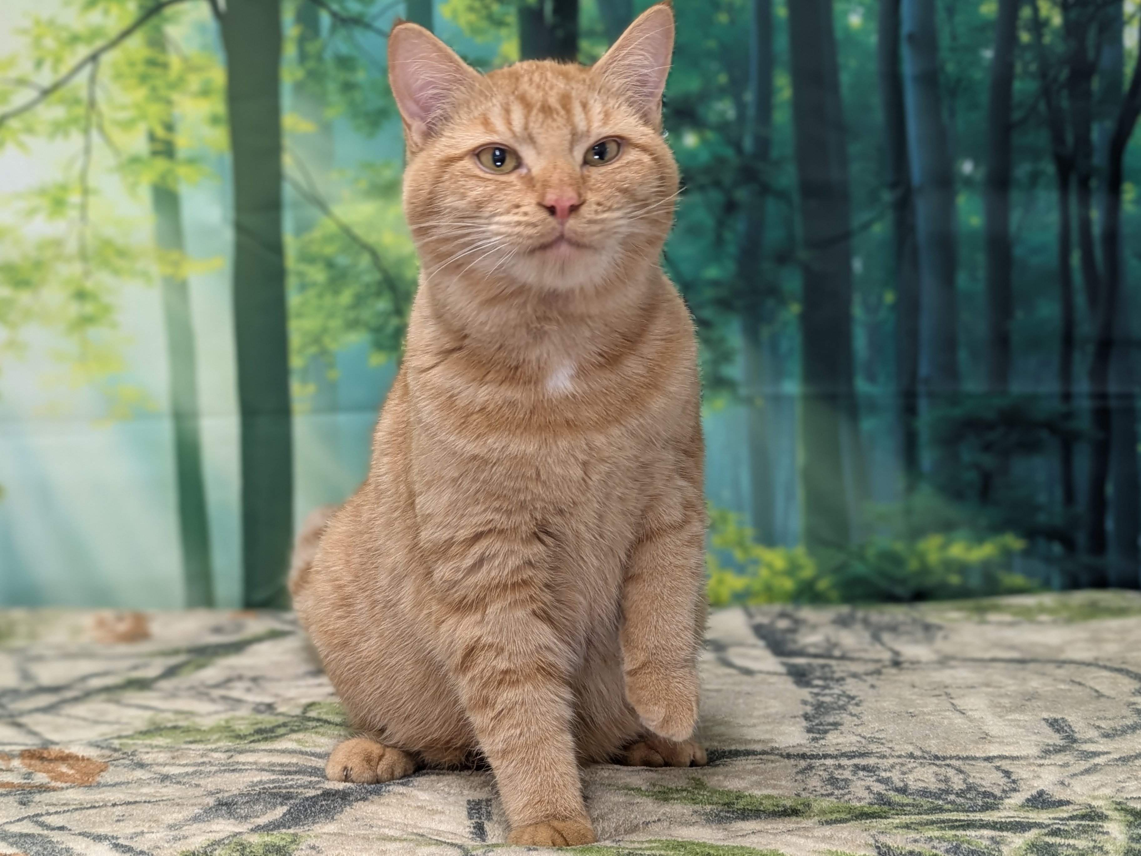 Camembert SHY CAT SPECIAL, cat adopted from Forget Me Not Animal ...