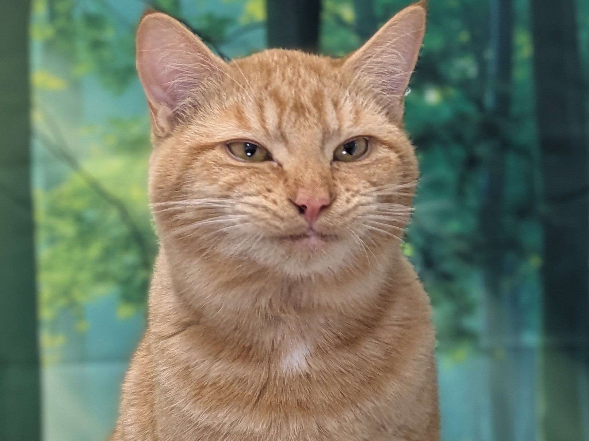 Camembert SHY CAT SPECIAL, cat adopted from Forget Me Not Animal ...