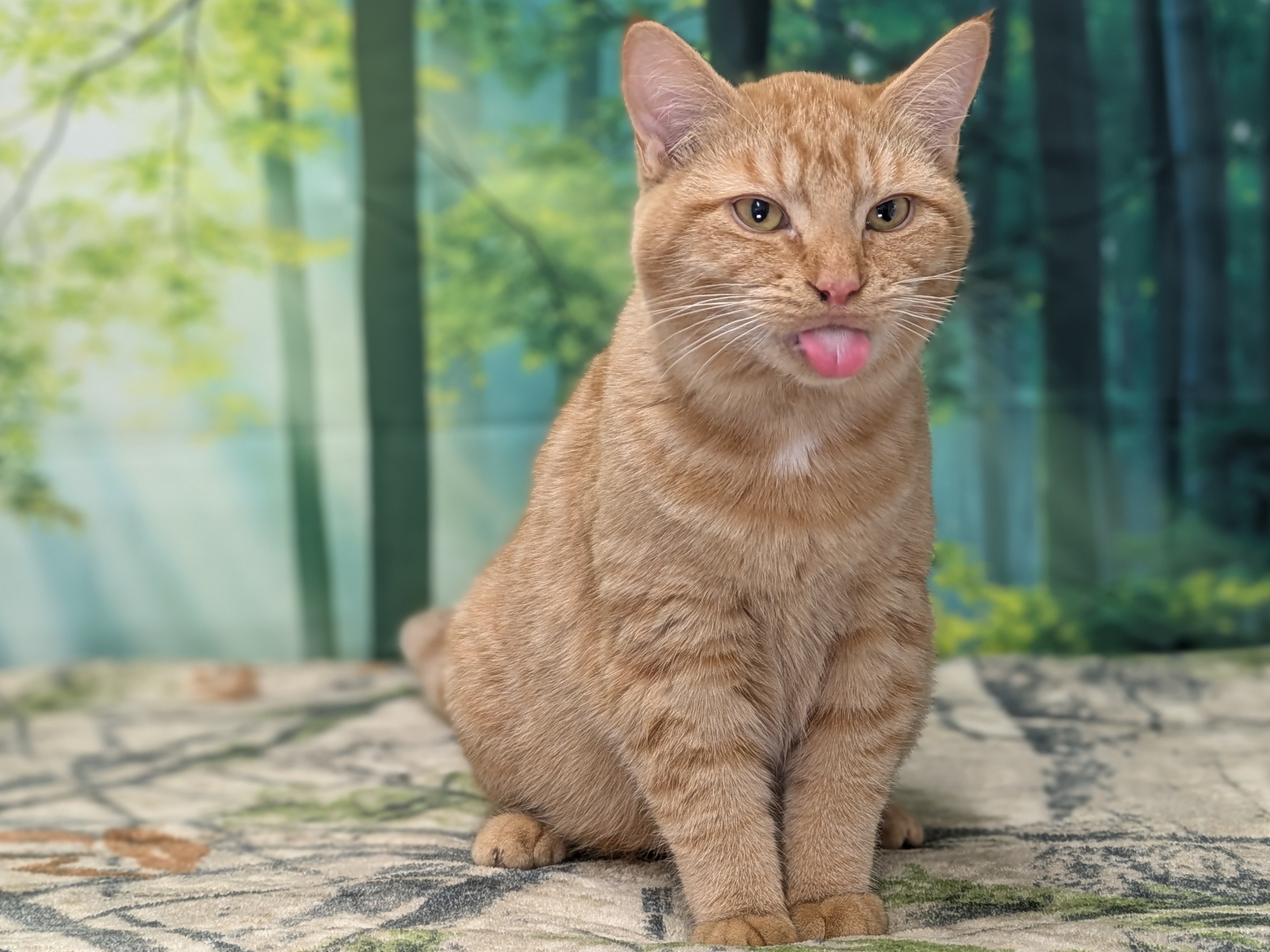 Camembert SHY CAT SPECIAL, cat adopted from Forget Me Not Animal ...