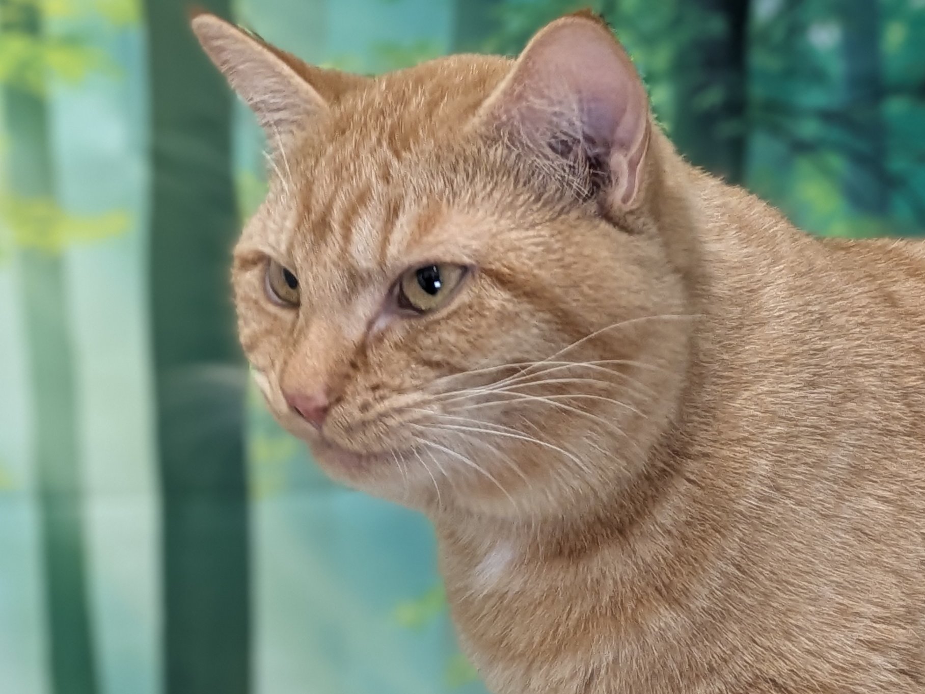Camembert SHY CAT SPECIAL, cat adopted from Forget Me Not Animal ...