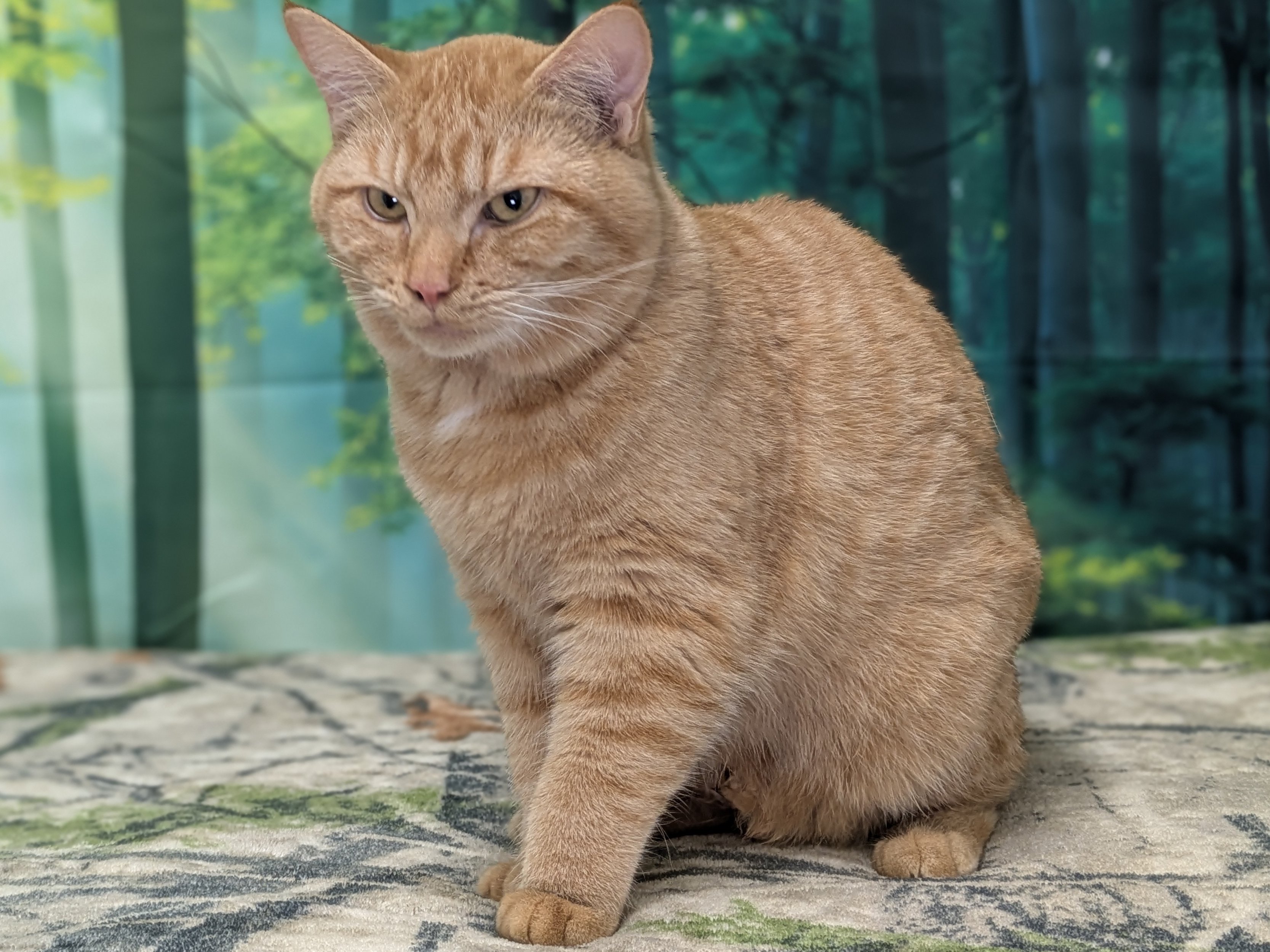 Camembert SHY CAT SPECIAL, kitten for adoption at Forget Me Not Animal ...