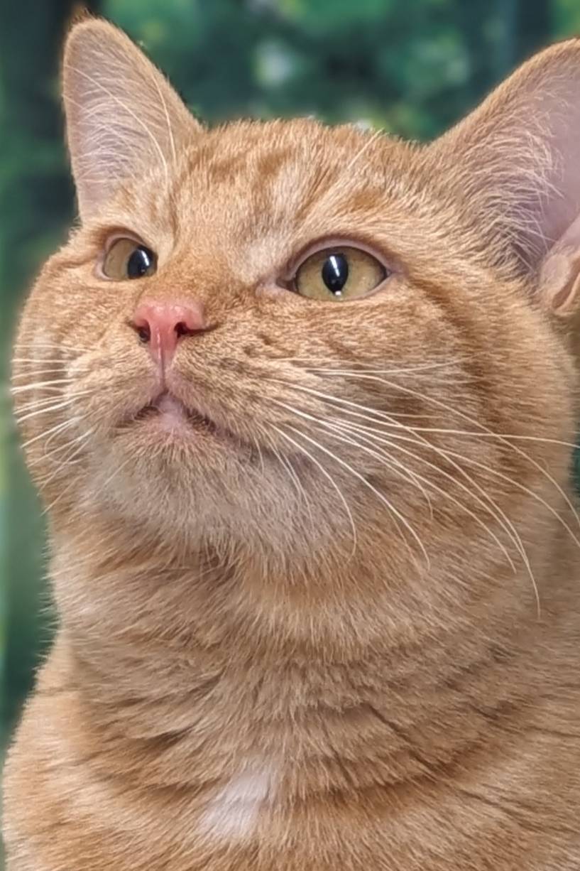 Cats for adoption at Forget Me Not Animal Shelter of Ferry County