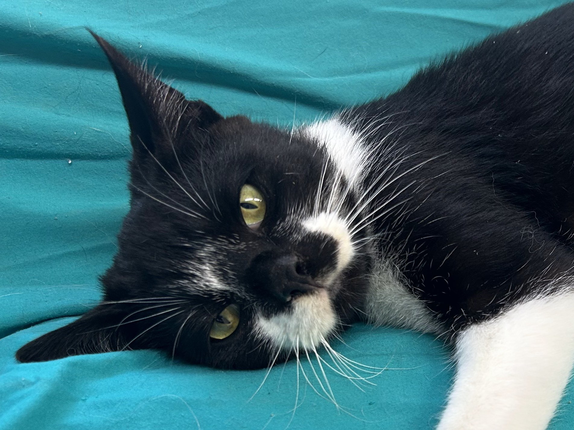 Huckleberry, cat - Forget Me Not Animal Shelter of Ferry County