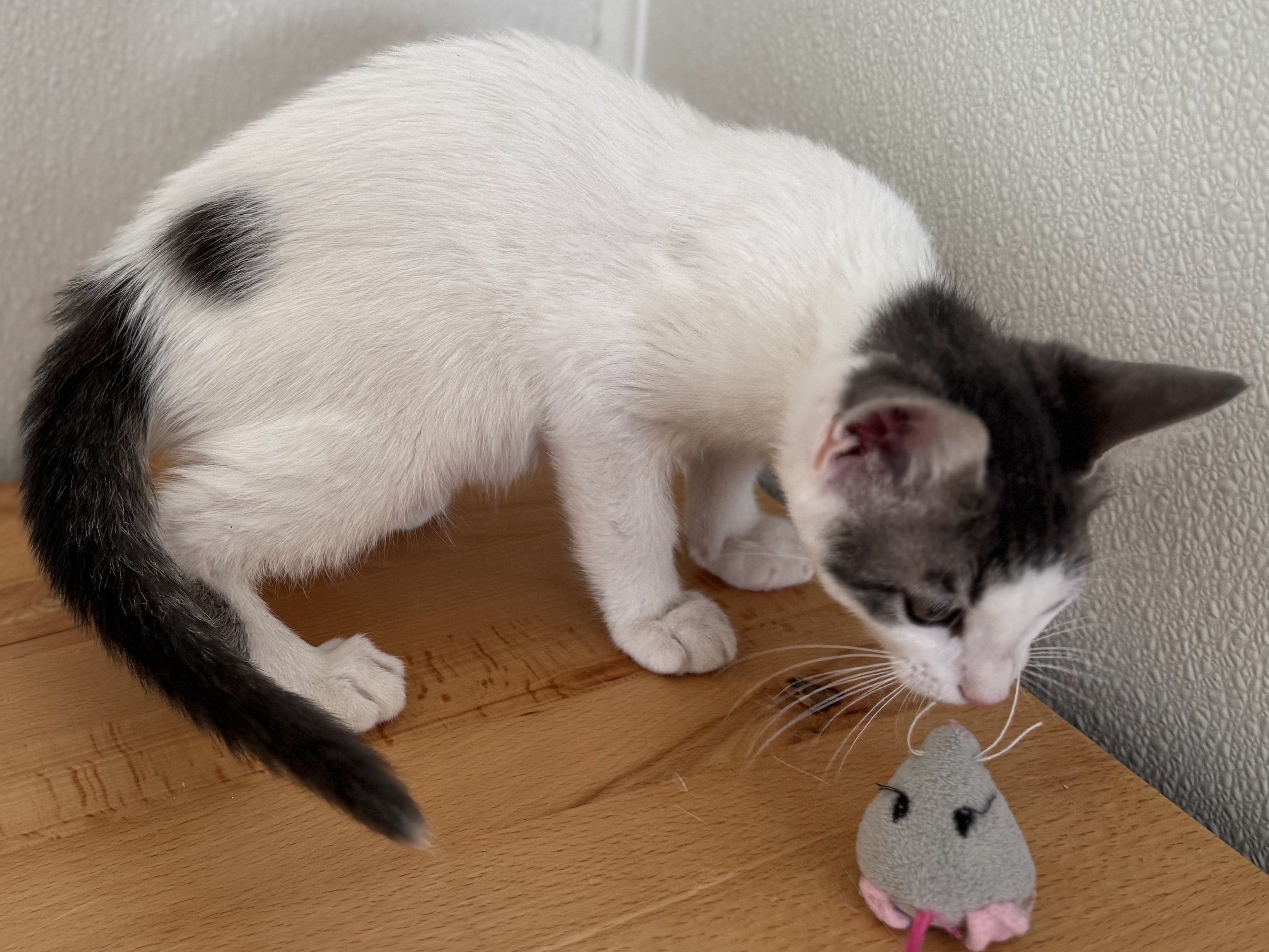 Clover, kitten adopted from Forget Me Not Animal Shelter of Ferry County