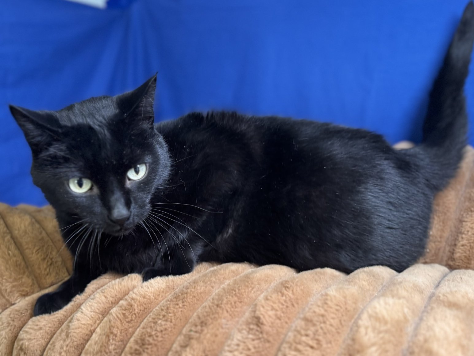 Fenrir, senior cat adopted from Forget Me Not Animal Shelter of Ferry ...
