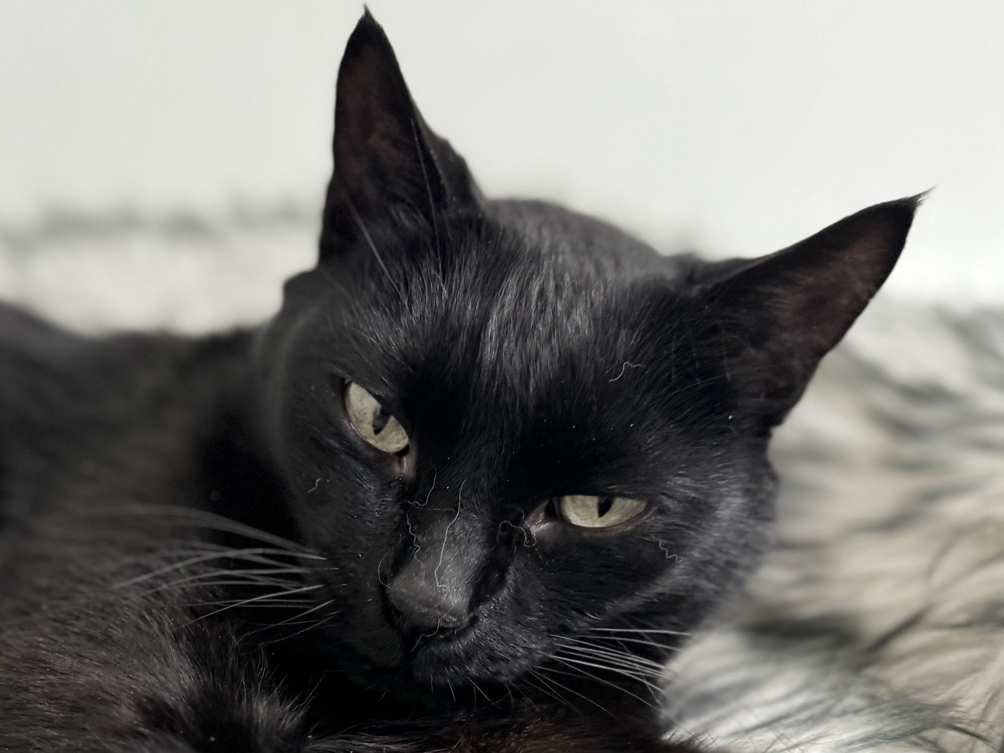 Fenrir, senior cat adopted from Forget Me Not Animal Shelter of Ferry ...