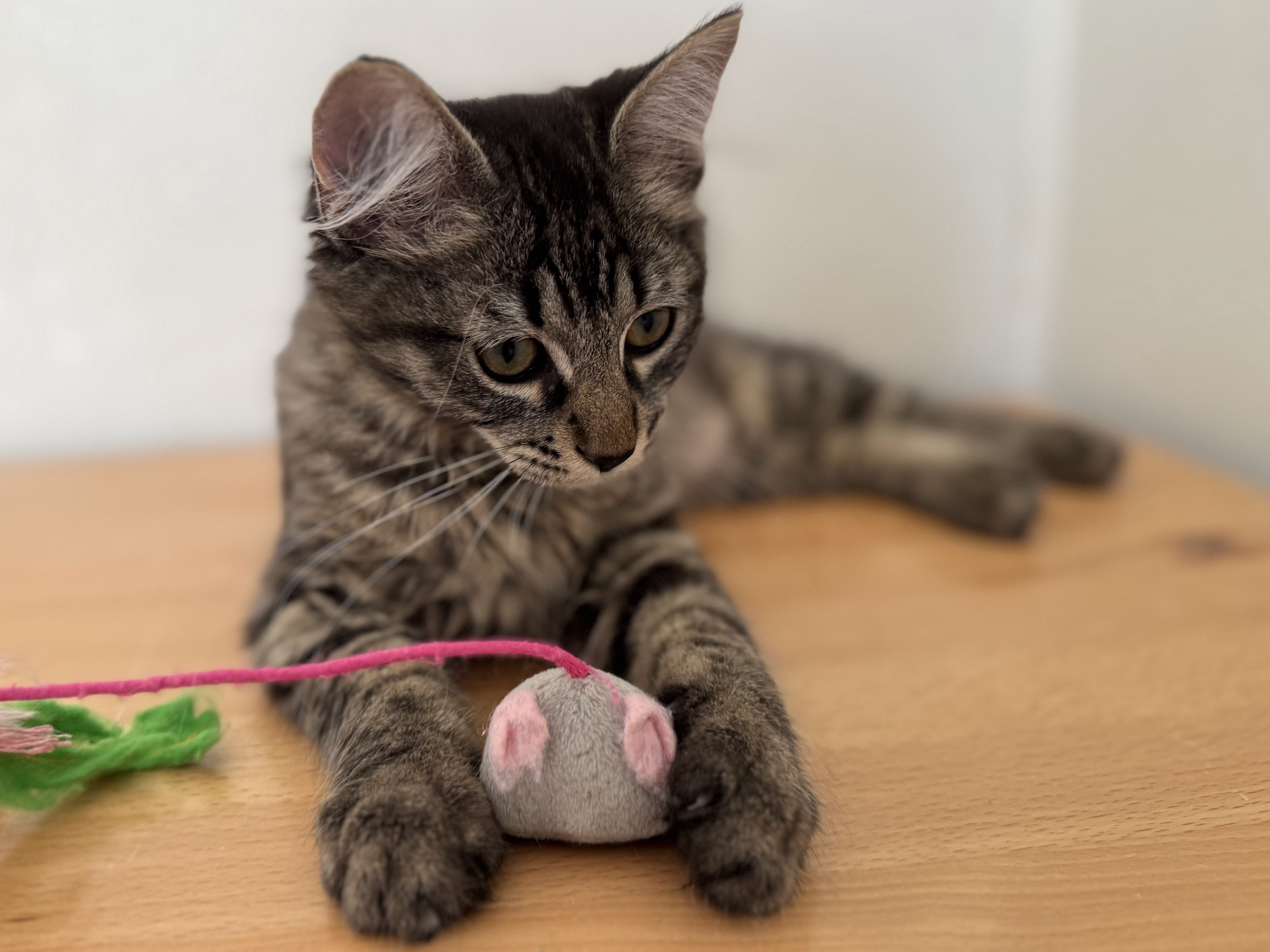 Capon, kitten adopted from Forget Me Not Animal Shelter of Ferry County