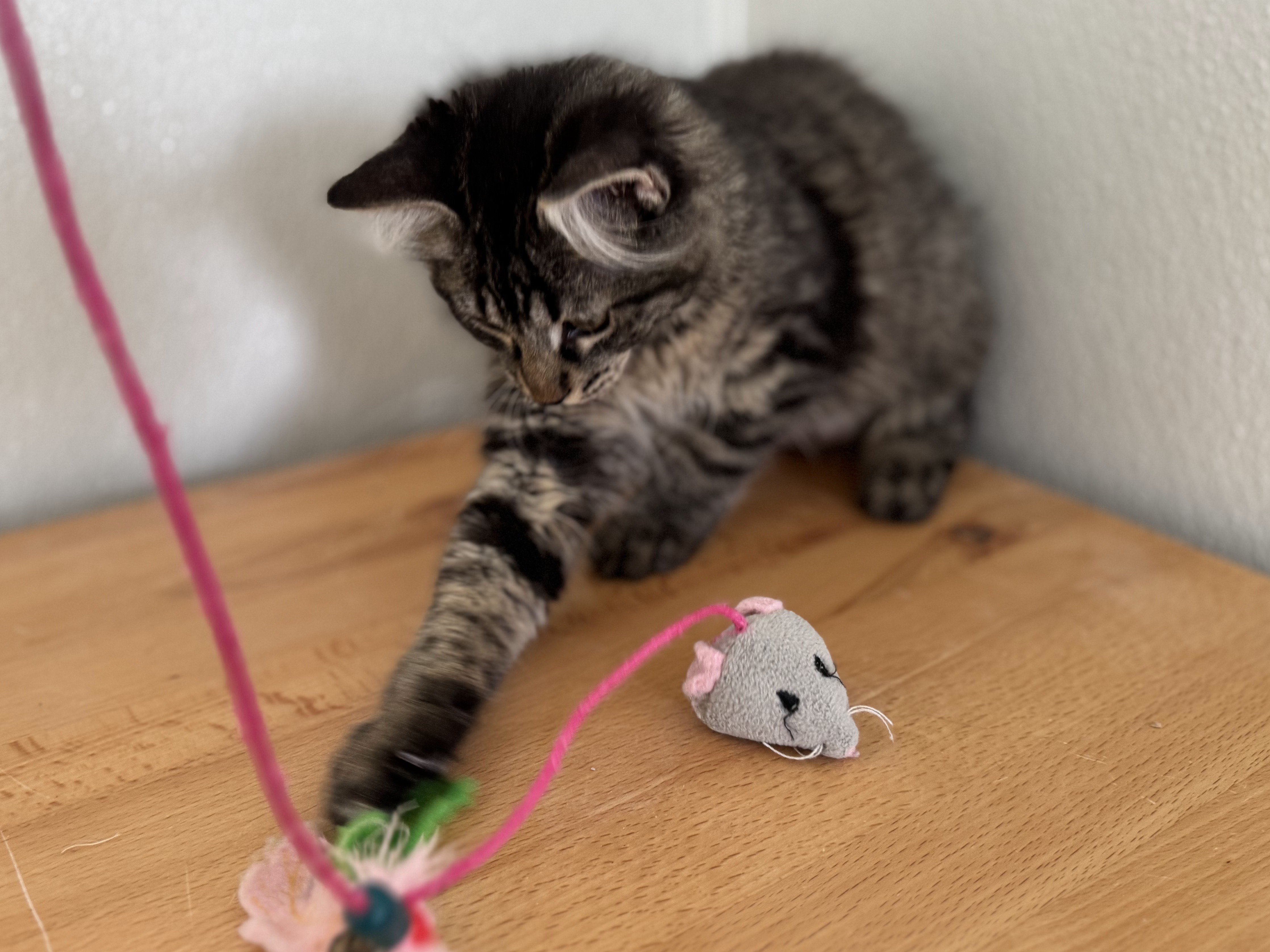 Capon, kitten for adoption at Forget Me Not Animal Shelter of Ferry County
