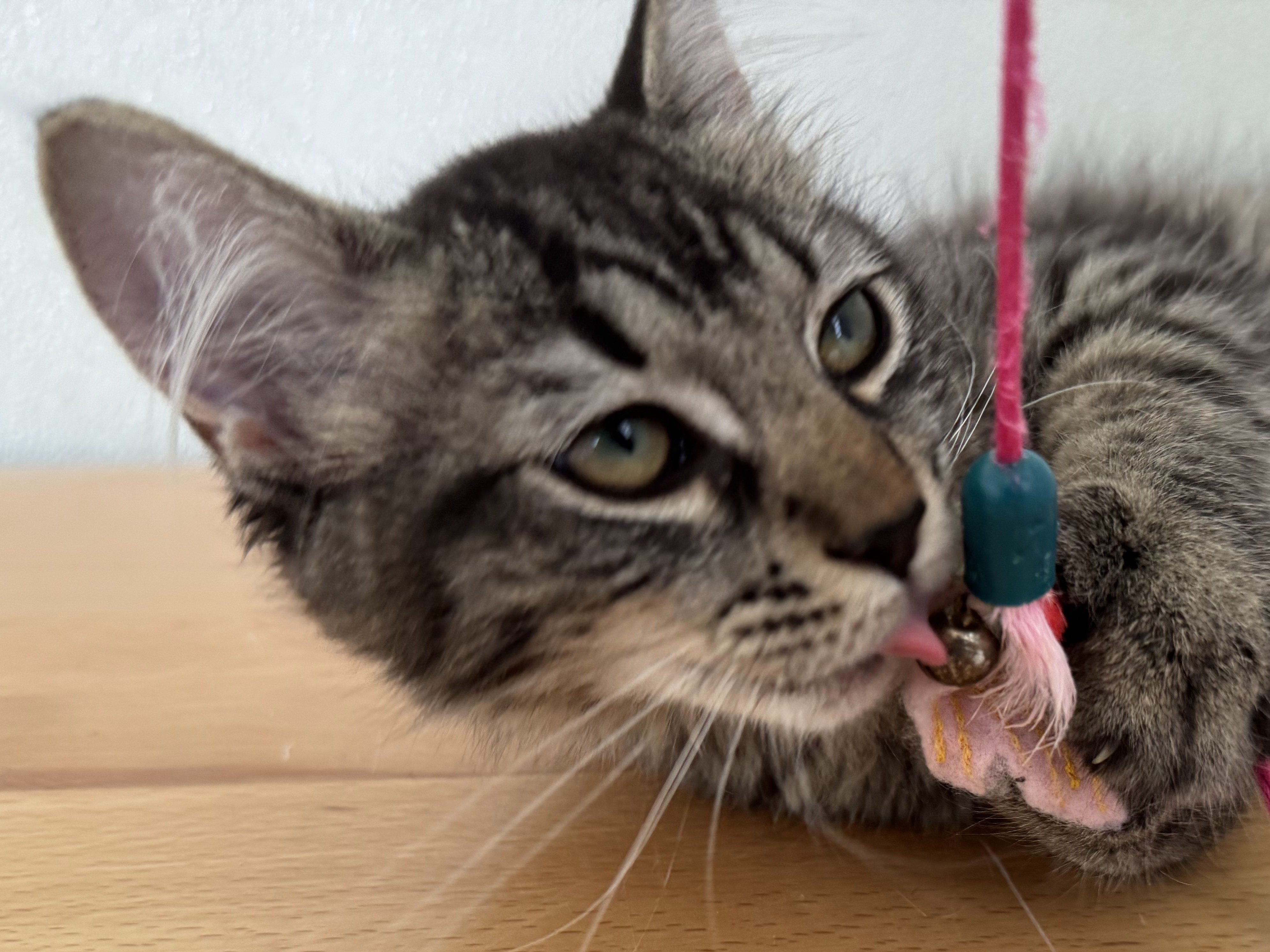 Capon, kitten adopted from Forget Me Not Animal Shelter of Ferry County