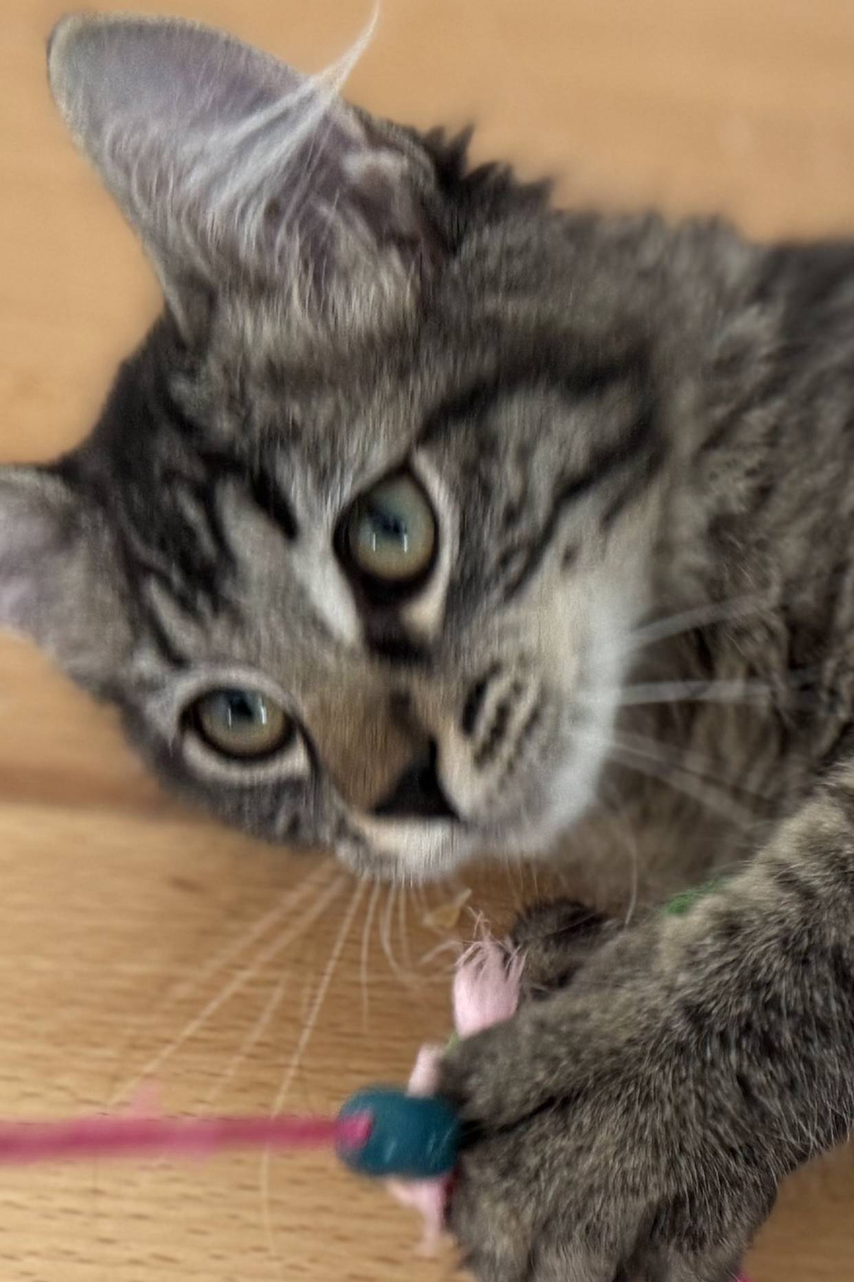 Cats for adoption at Forget Me Not Animal Shelter of Ferry County