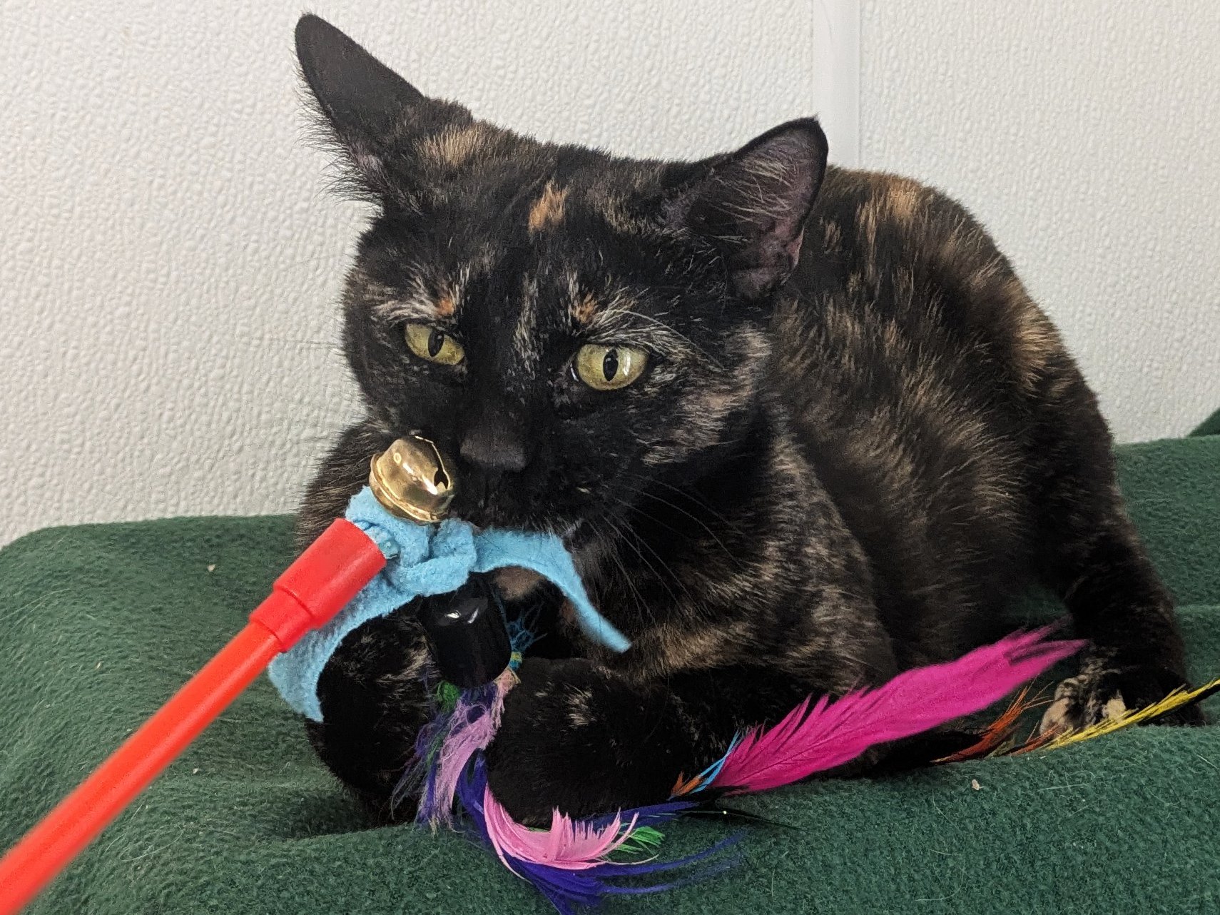 Bourbon, cat adopted from Forget Me Not Animal Shelter of Ferry County