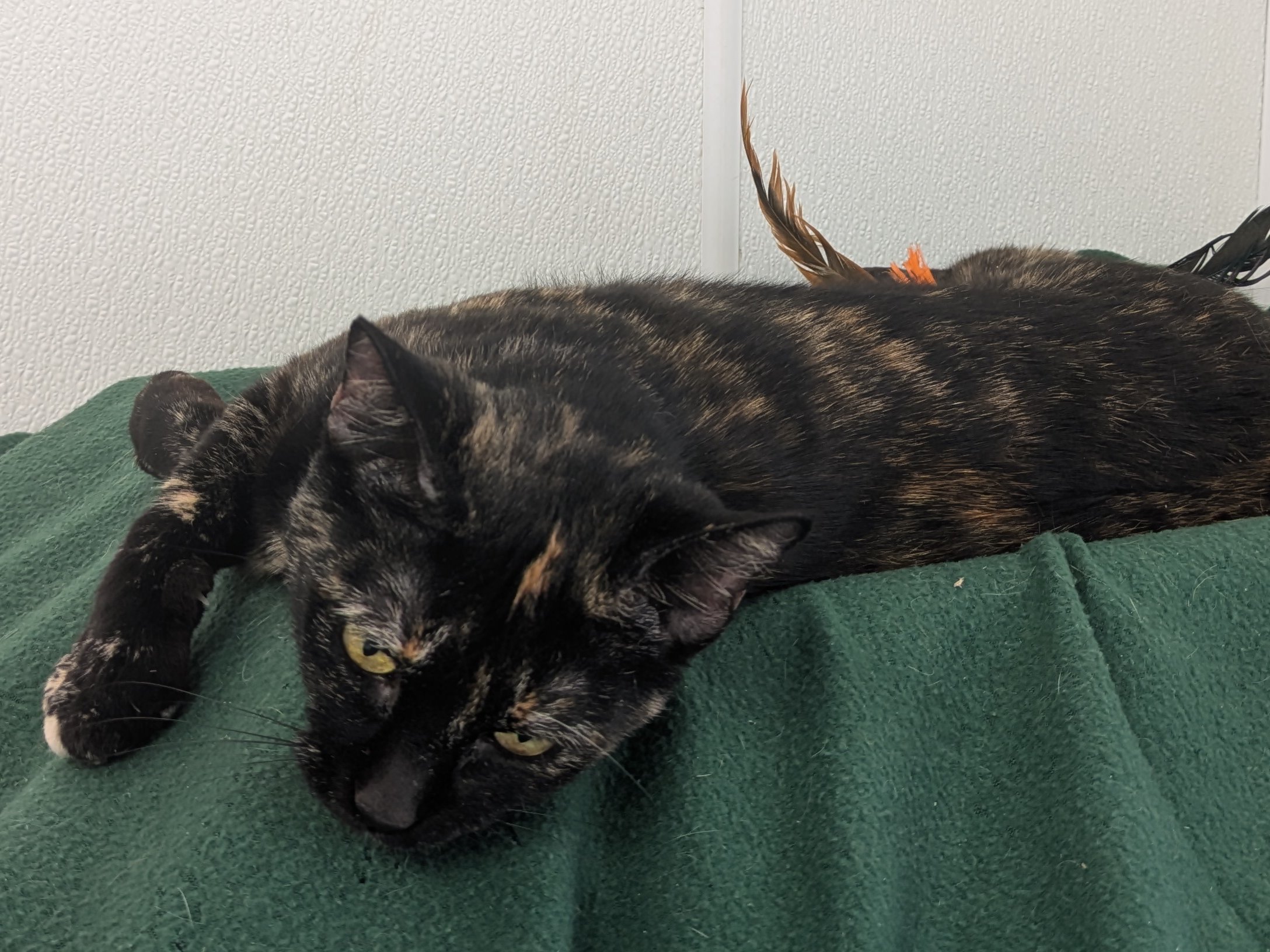 Bourbon, cat adopted from Forget Me Not Animal Shelter of Ferry County
