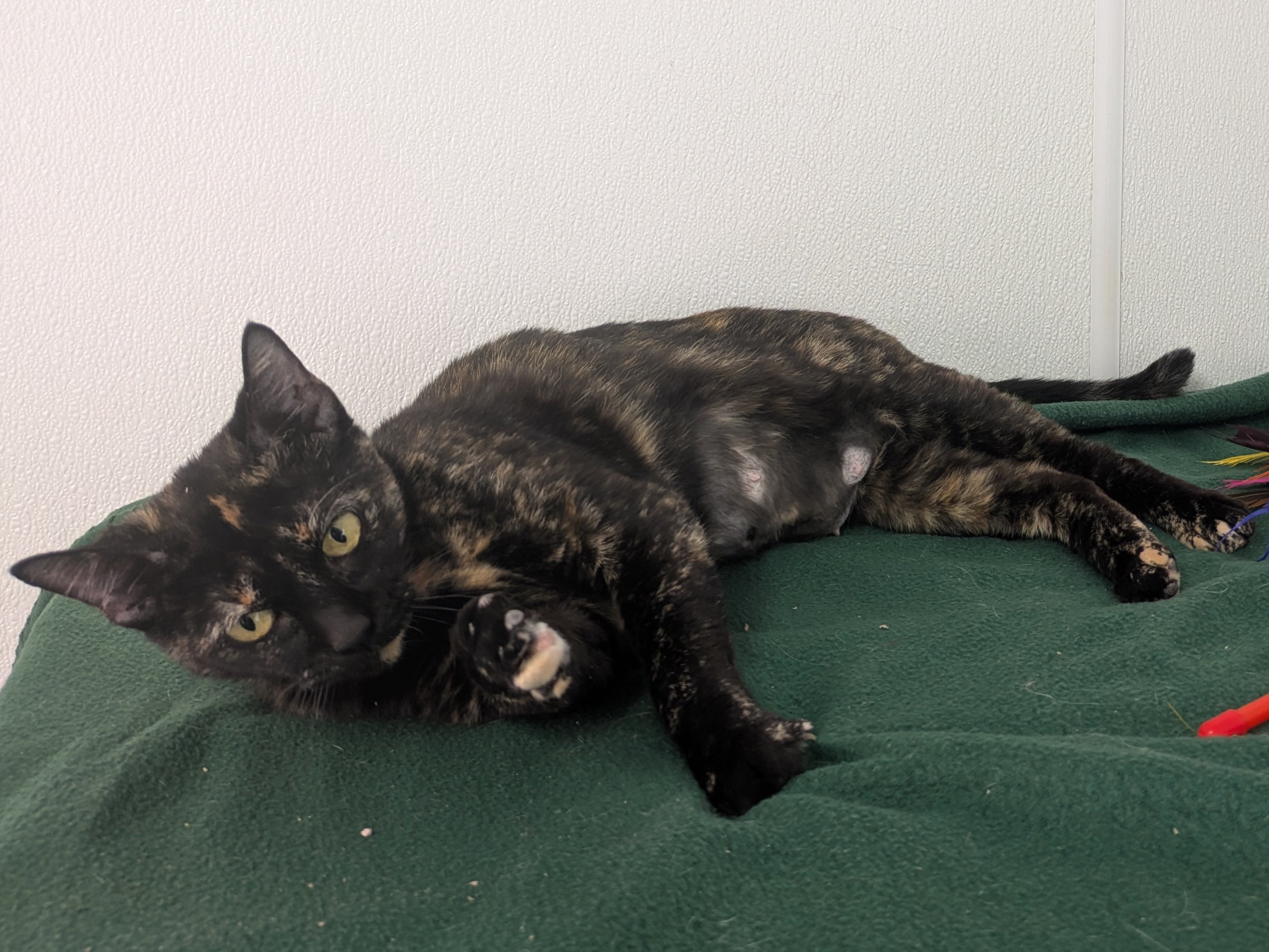 Bourbon, cat adopted from Forget Me Not Animal Shelter of Ferry County