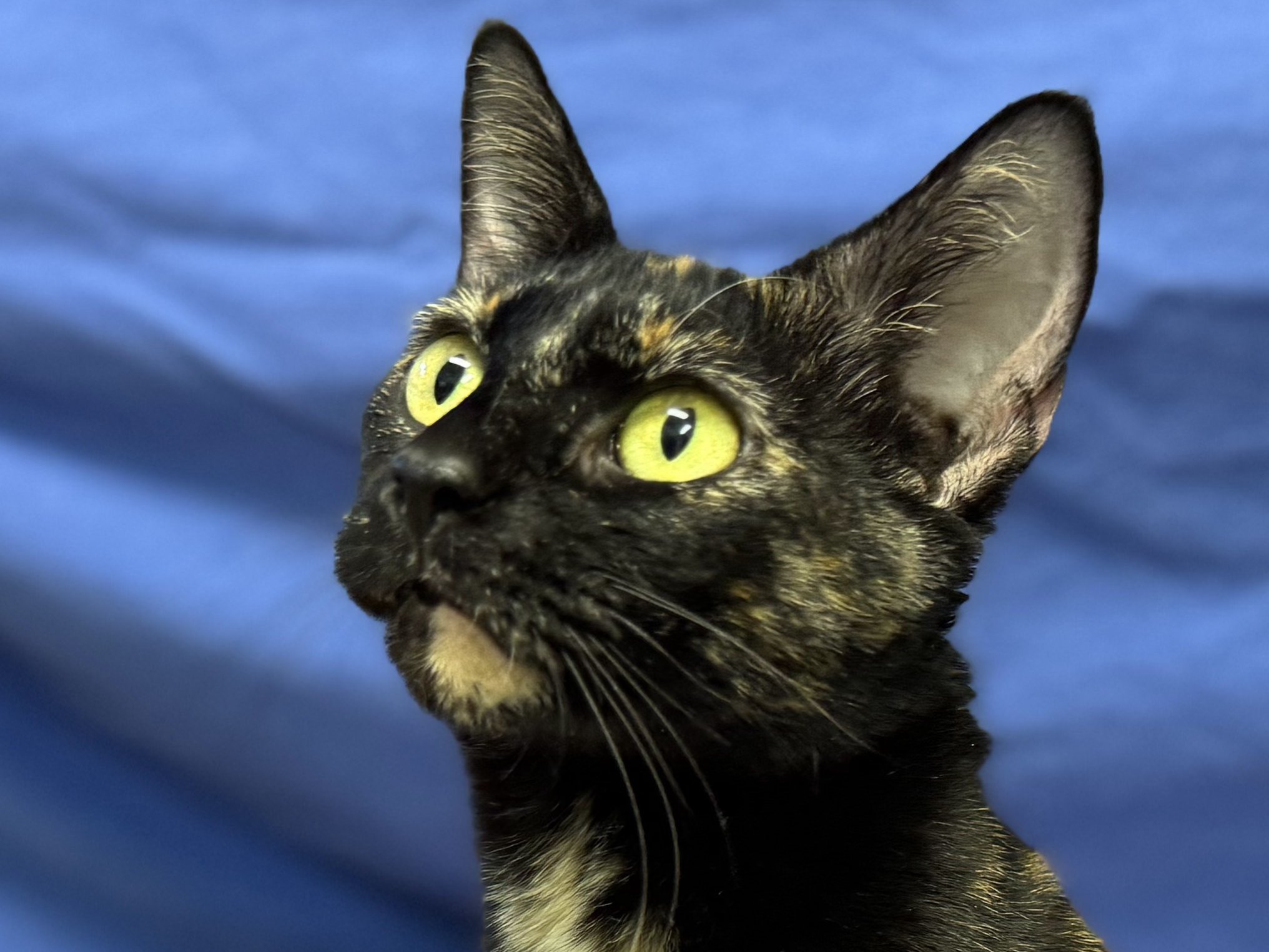 Bourbon, cat adopted from Forget Me Not Animal Shelter of Ferry County