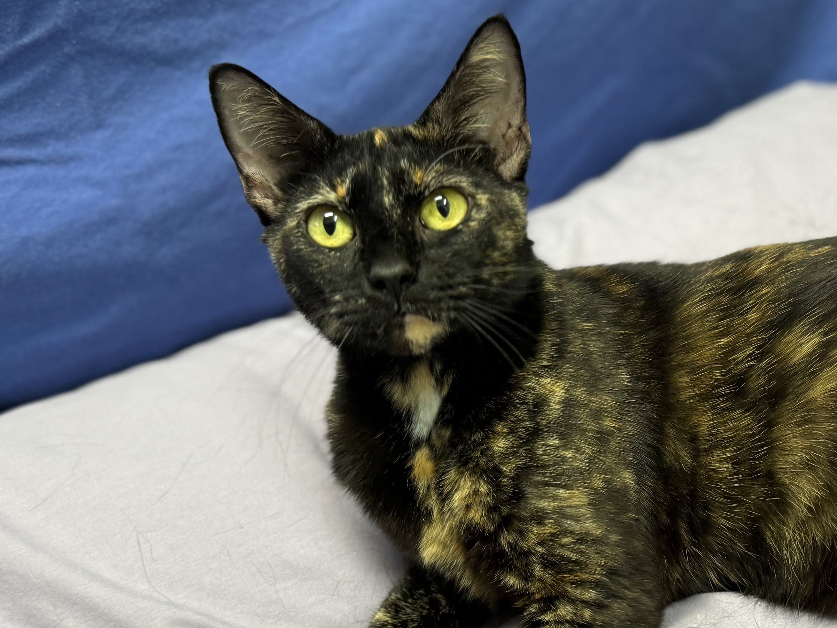 Bourbon, cat adopted from Forget Me Not Animal Shelter of Ferry County