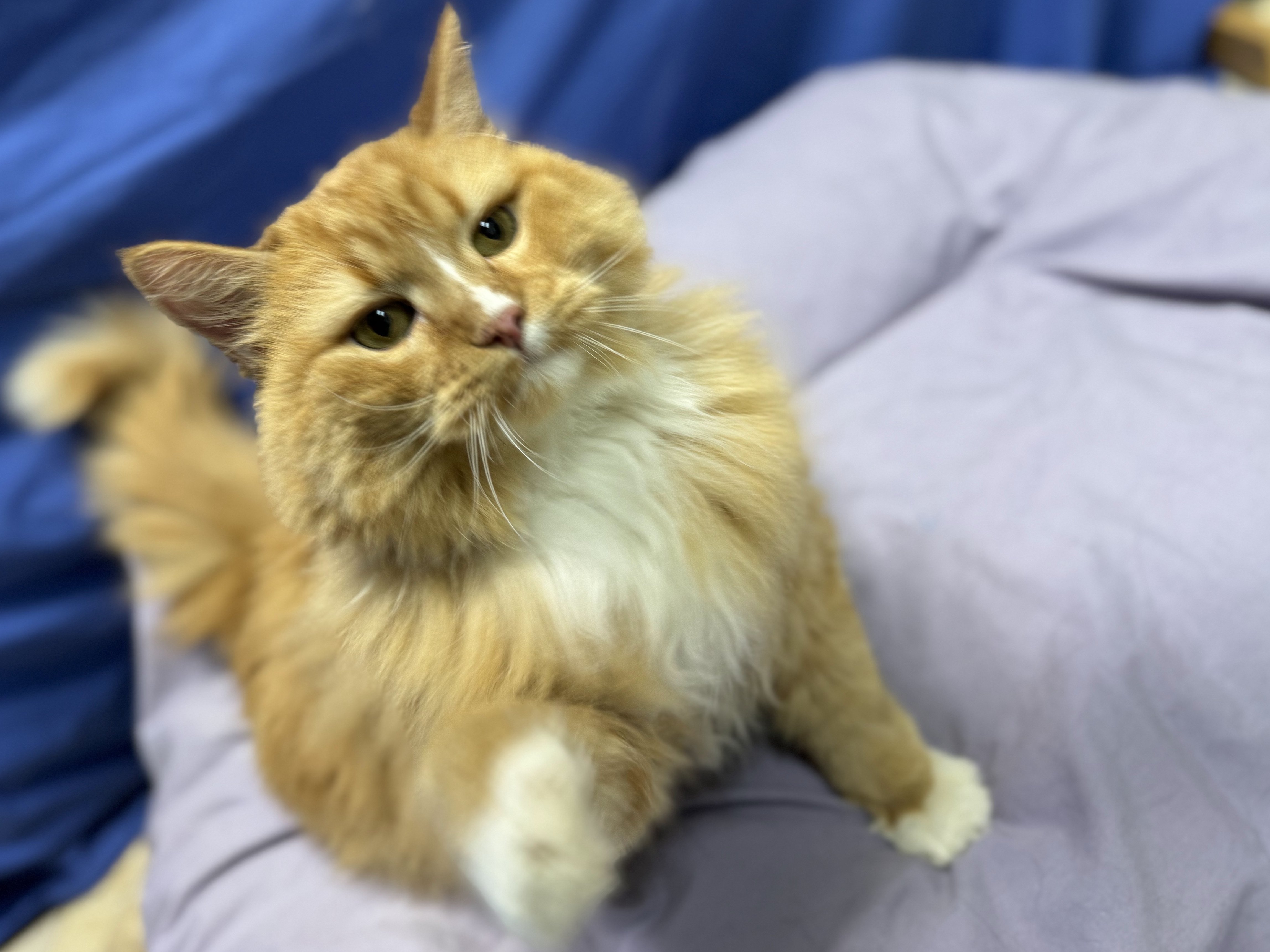 Mimosa, cat for adoption at Forget Me Not Animal Shelter of Ferry County