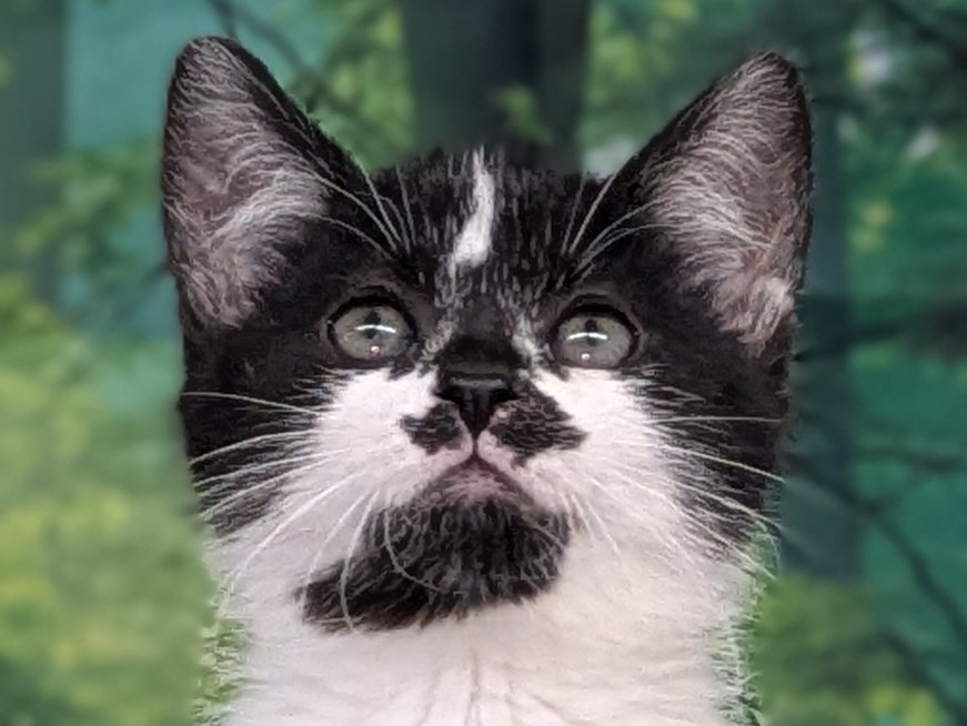 Forest, kitten adopted from Forget Me Not Animal Shelter of Ferry County