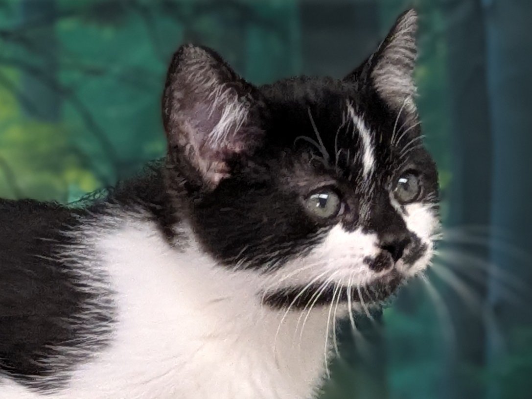 Forest, kitten adopted from Forget Me Not Animal Shelter of Ferry County