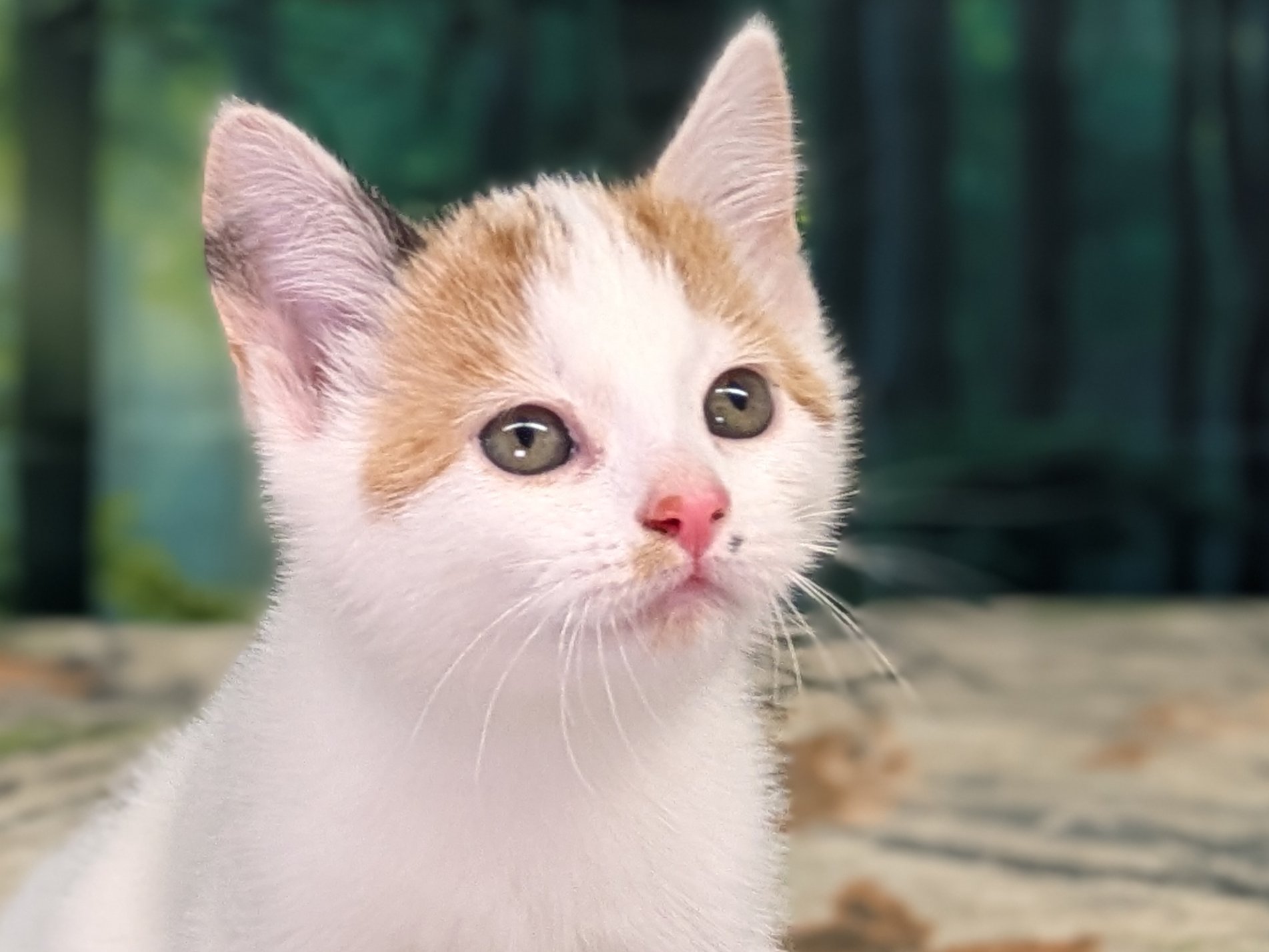 Pine, kitten adopted from Forget Me Not Animal Shelter of Ferry County