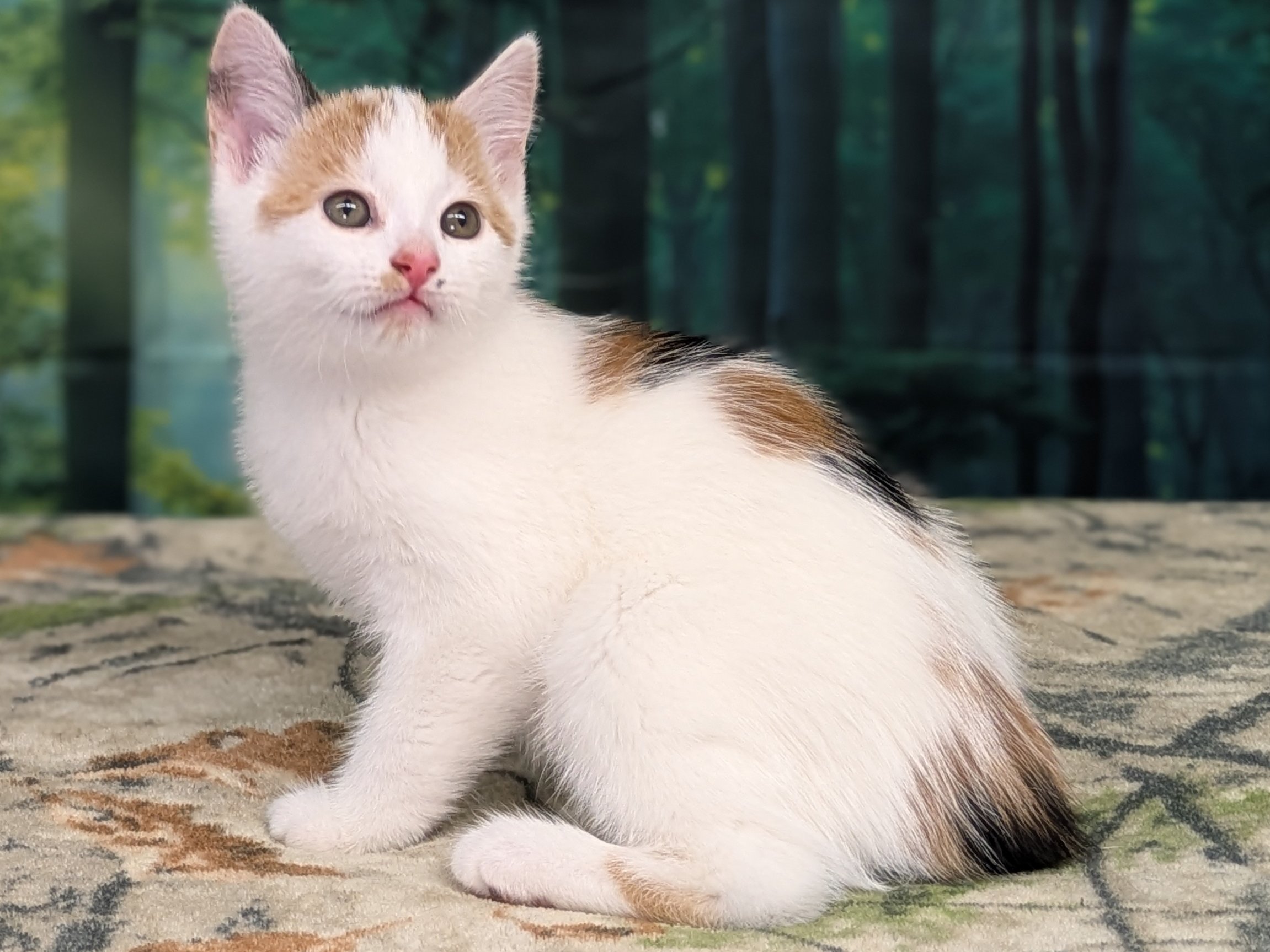 Pine, kitten adopted from Forget Me Not Animal Shelter of Ferry County